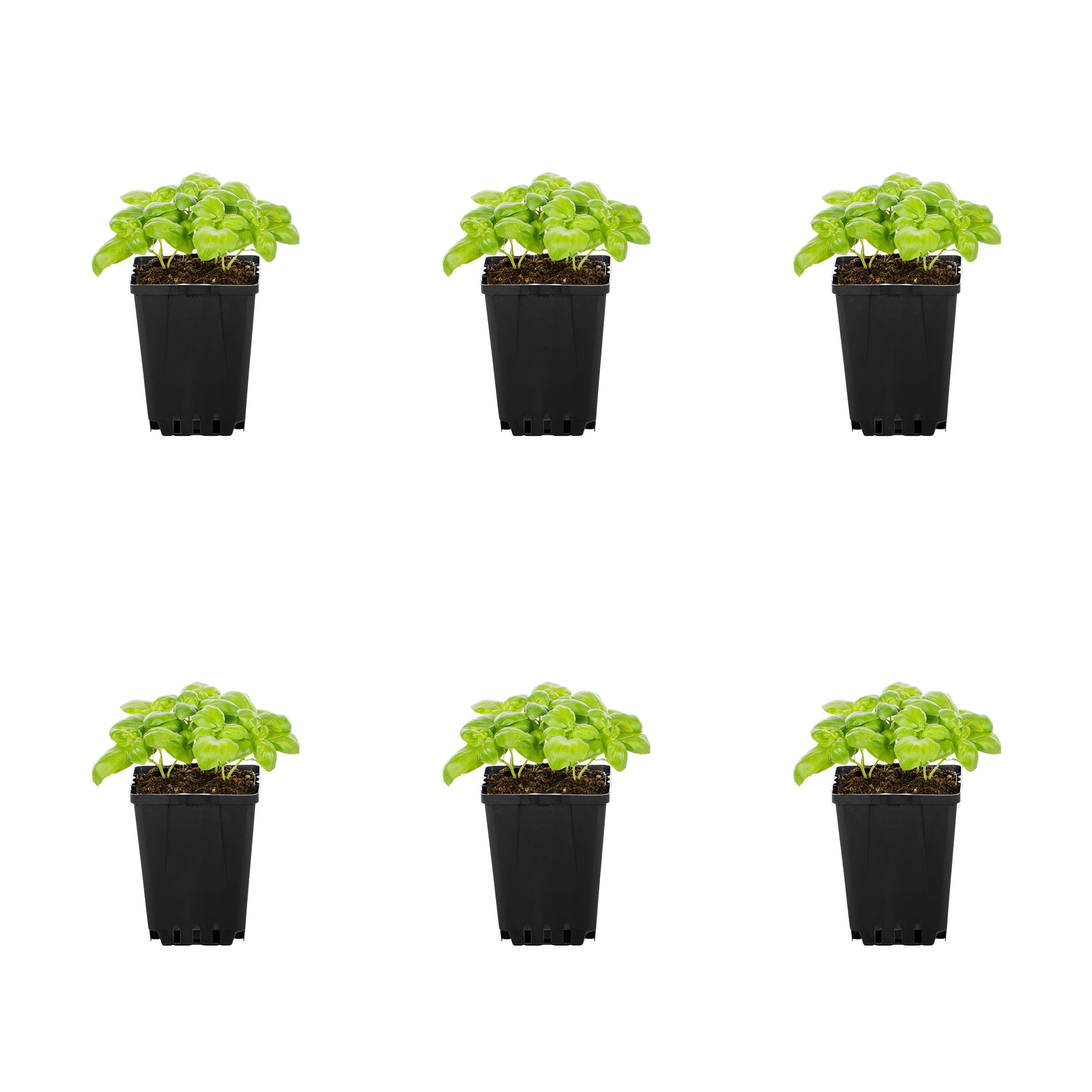 Expert Gardener 1PT Basil Live Edible Plant Sun 6-Pack - Walmart.com