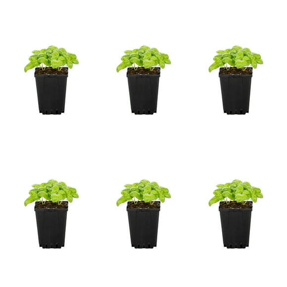 Basil Plants in Herb Plants - Walmart.com