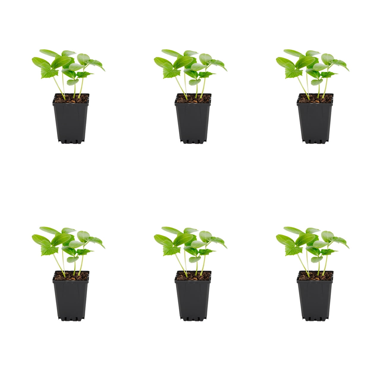 Expert Gardener 1PT Burpless Cucumber Live Edible Plant Sun 6-Pack ...