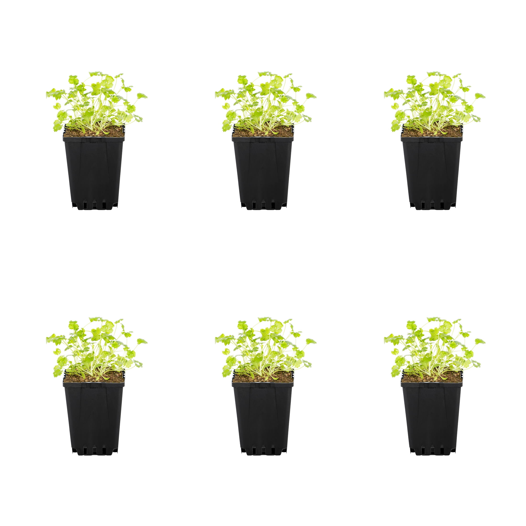 Expert Gardener 1PT Cilantro Live Edible Plant Sun 6-Pack - Walmart.com
