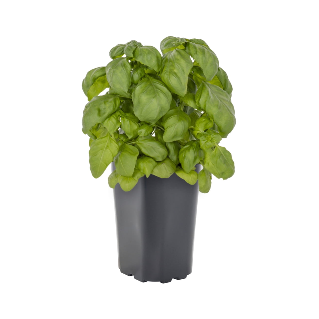 Expert Gardener Genovese Green Basil Live Herb Plant 1PT Sun Indoor ...