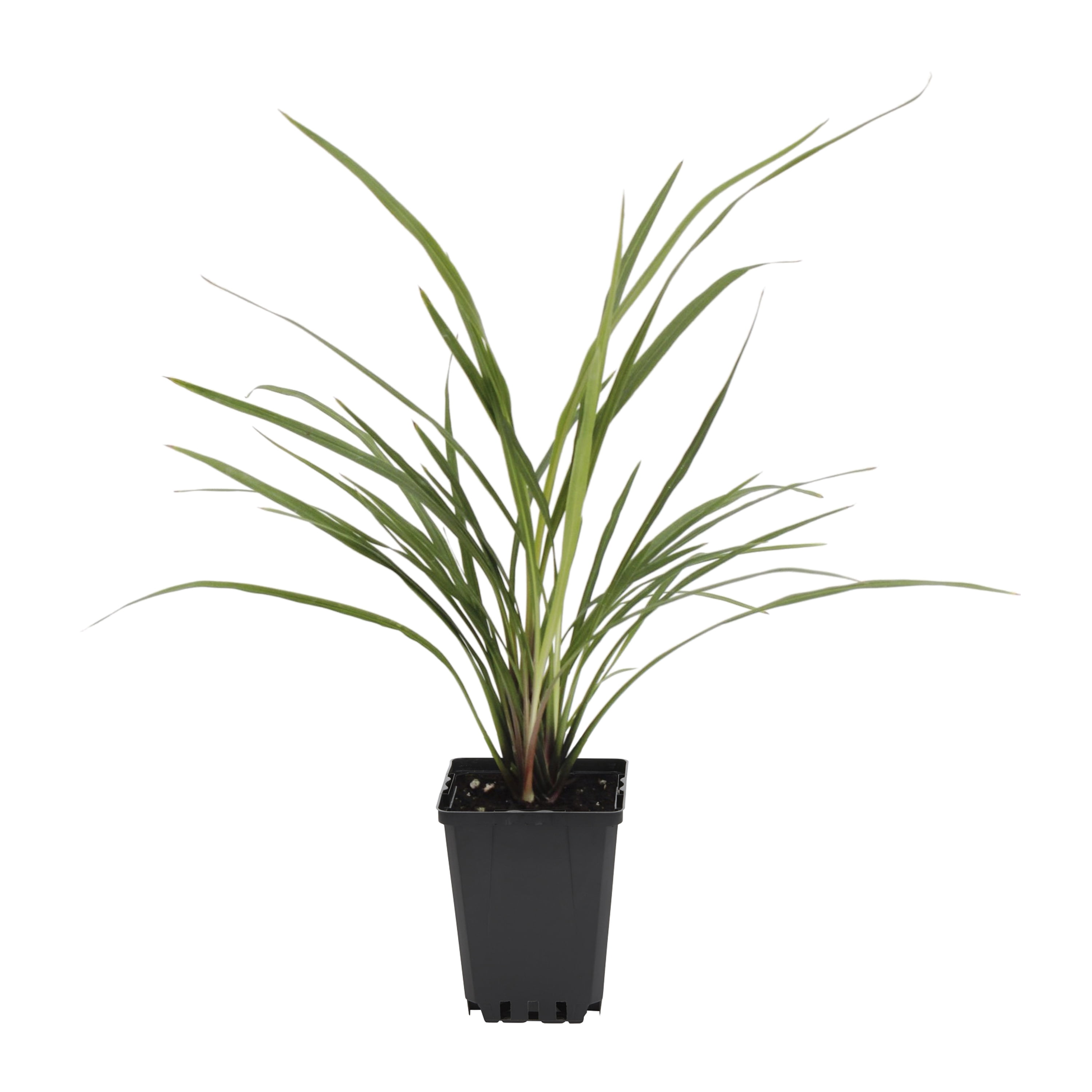 Expert Gardener Pint Green Dracaena Live Annual Plant Full Sun ...