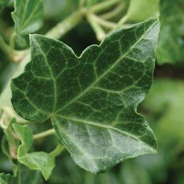 Expert Gardener - Pint Hedera 'Baltic Ivy' Perennial Part Sun ...