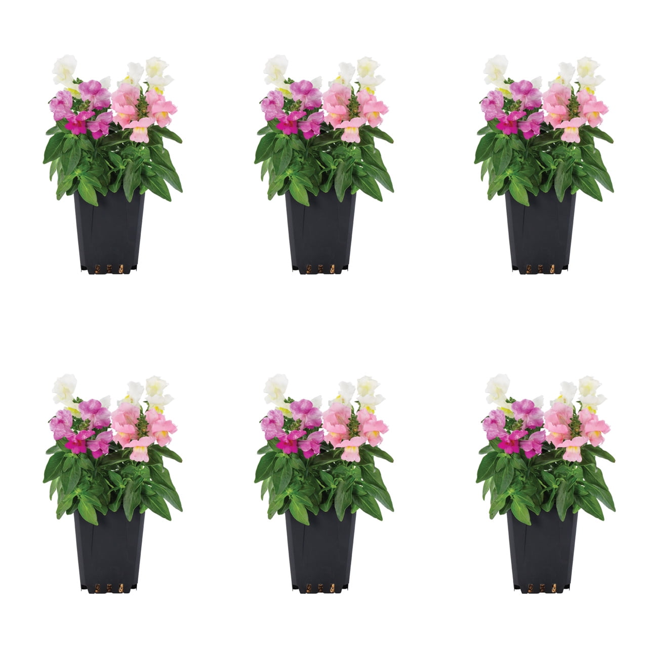 Expert Gardener 1PT Multicolor Snapdragon Live Annual Plant Sun 6-Pack ...