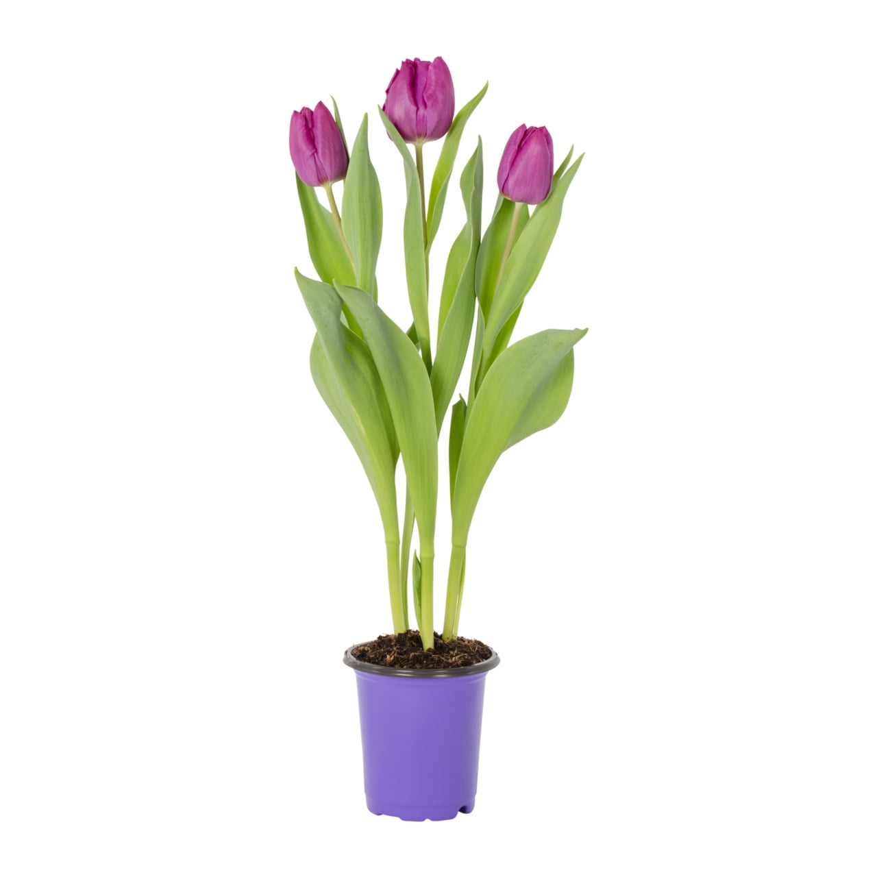 Expert Gardener Pint Multicolor Tulip Live Bulb Plant Full Sun ...