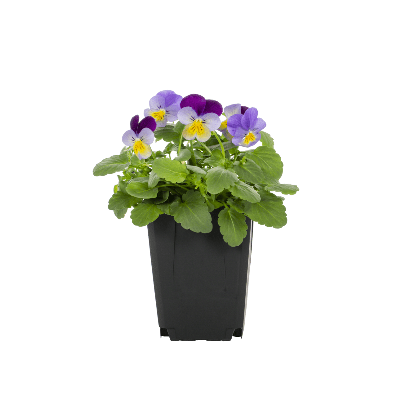 Expert Gardener 1PT Multicolor Viola Live Annual Plant Sun - Walmart ...