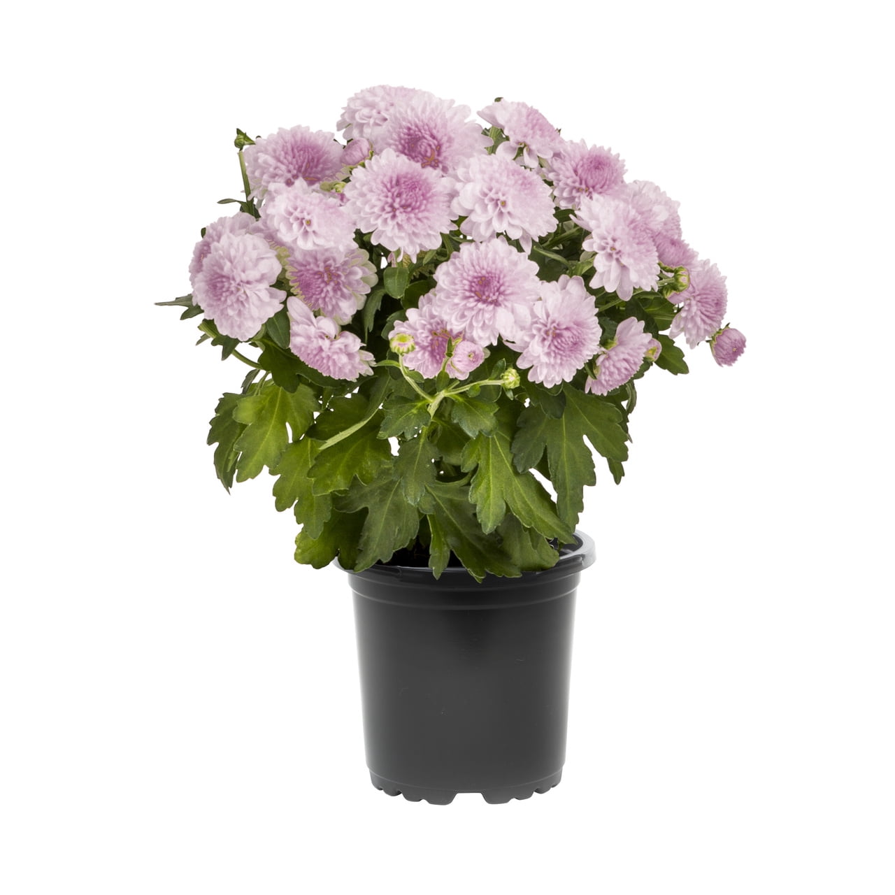 Expert Gardener Pint Pink Garden Chrysanthemum Plant Sun - Walmart.com