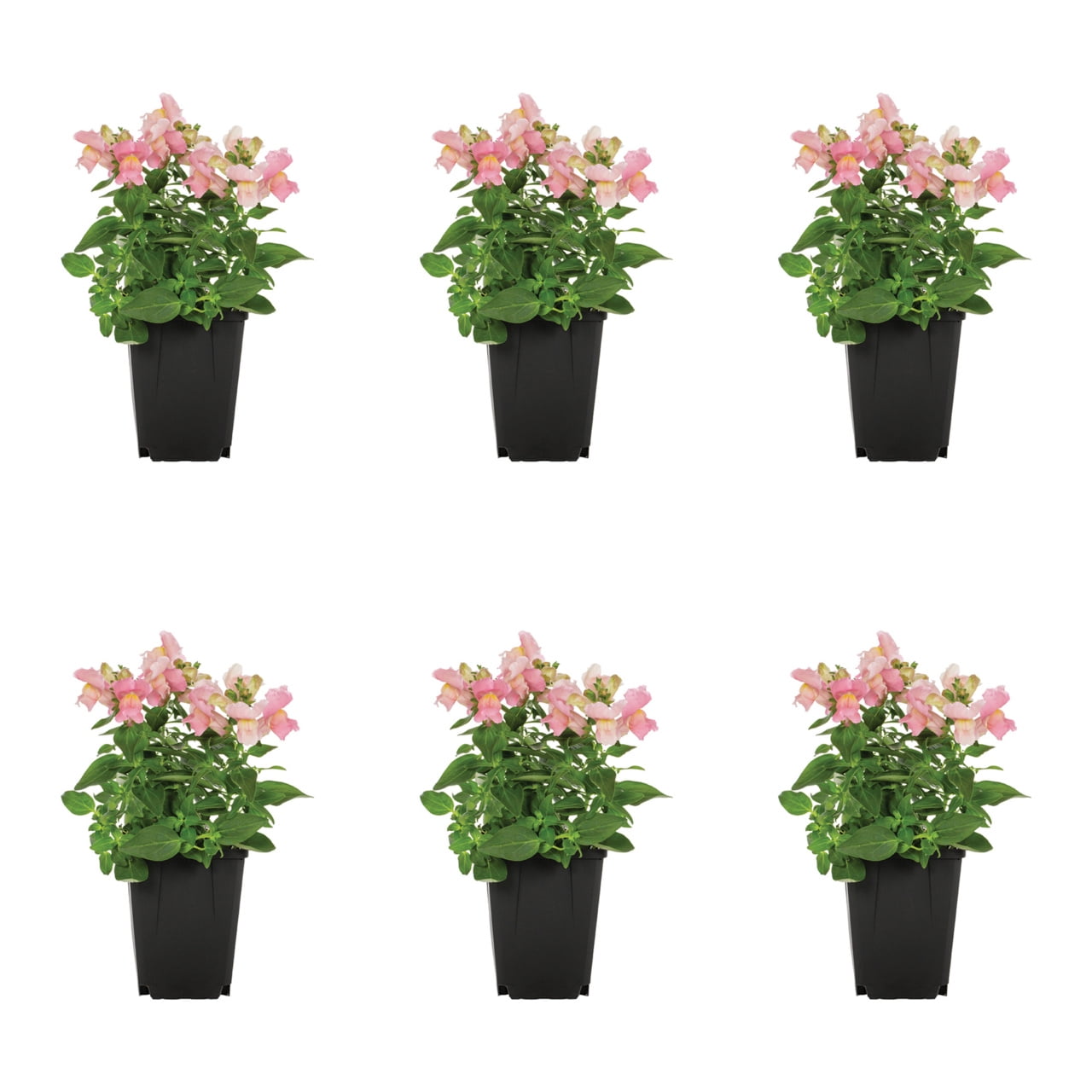 Expert Gardener 1PT Pink Snapdragon Live Annual Plant Sun 6-Pack ...