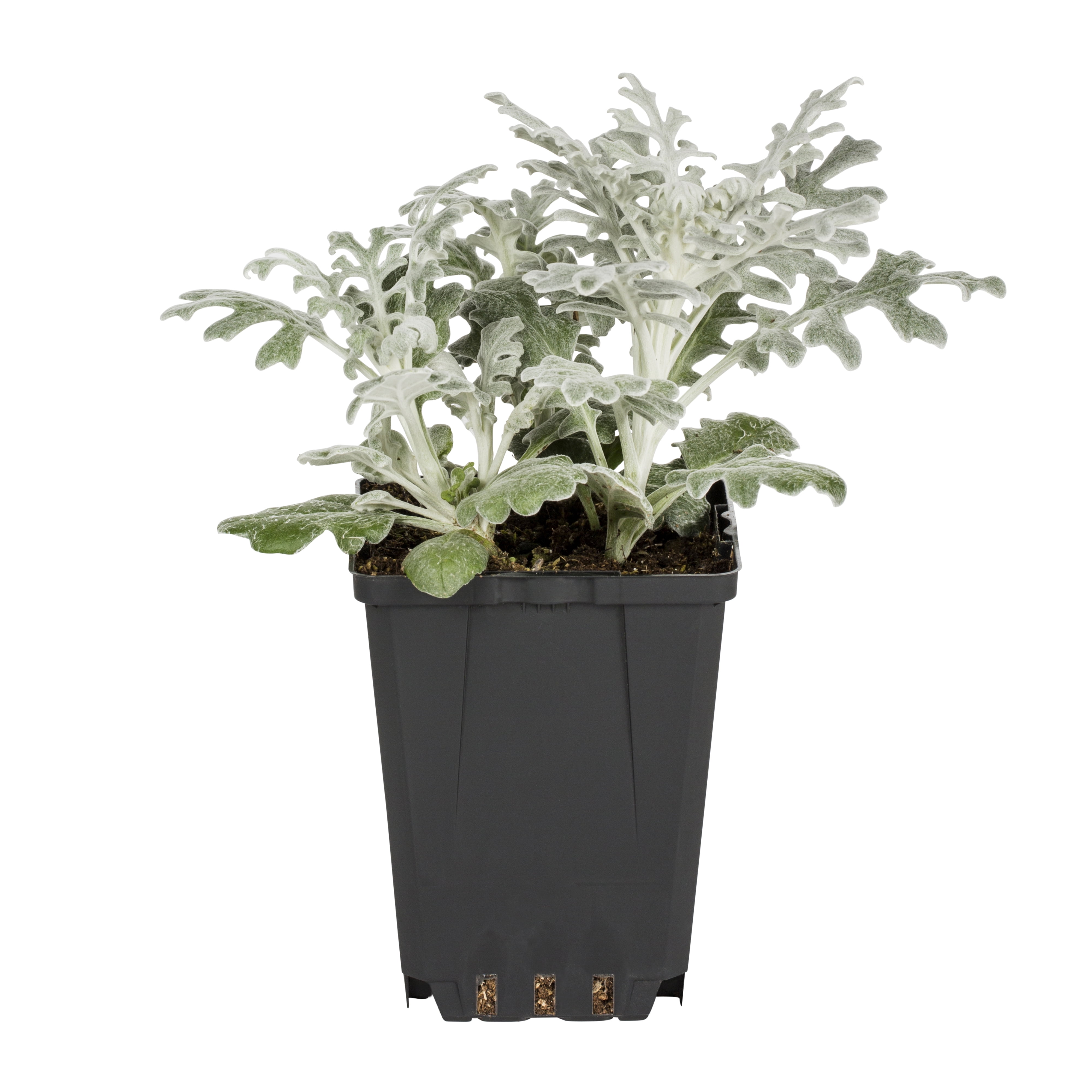 Expert Gardener 1PT Silver Dusty Miller Live Annual Plant Sun - Walmart.com