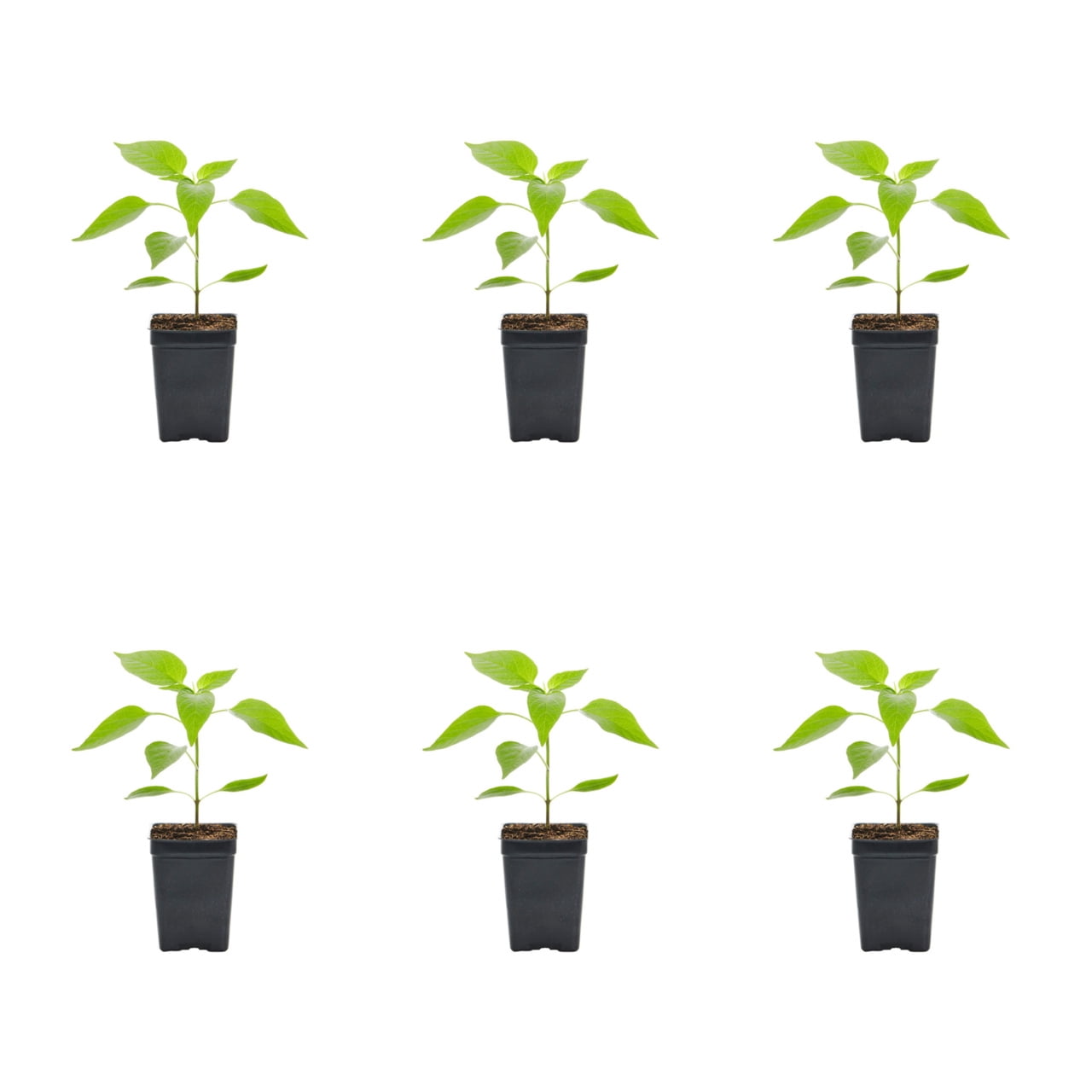 Expert Gardener 1PT Sweet Pepper Live Edible Plant Sun 6-Pack - Walmart.com