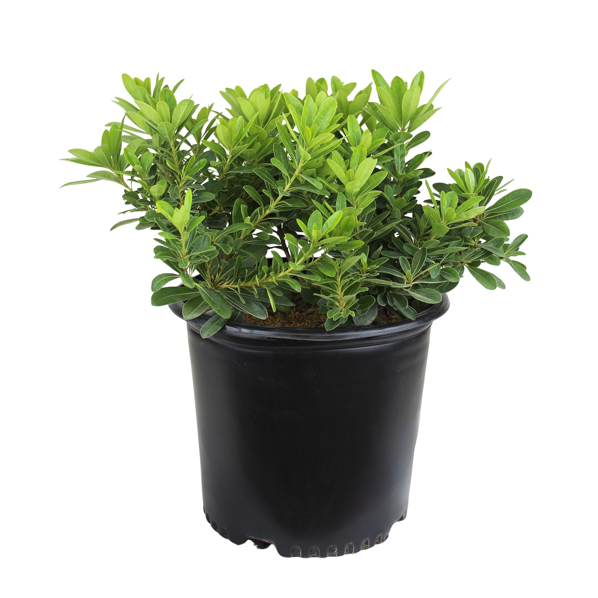 Expert Gardener Pittosporum Wheeler's Dwarf, 18-24 Tall, Live Outdoor ...