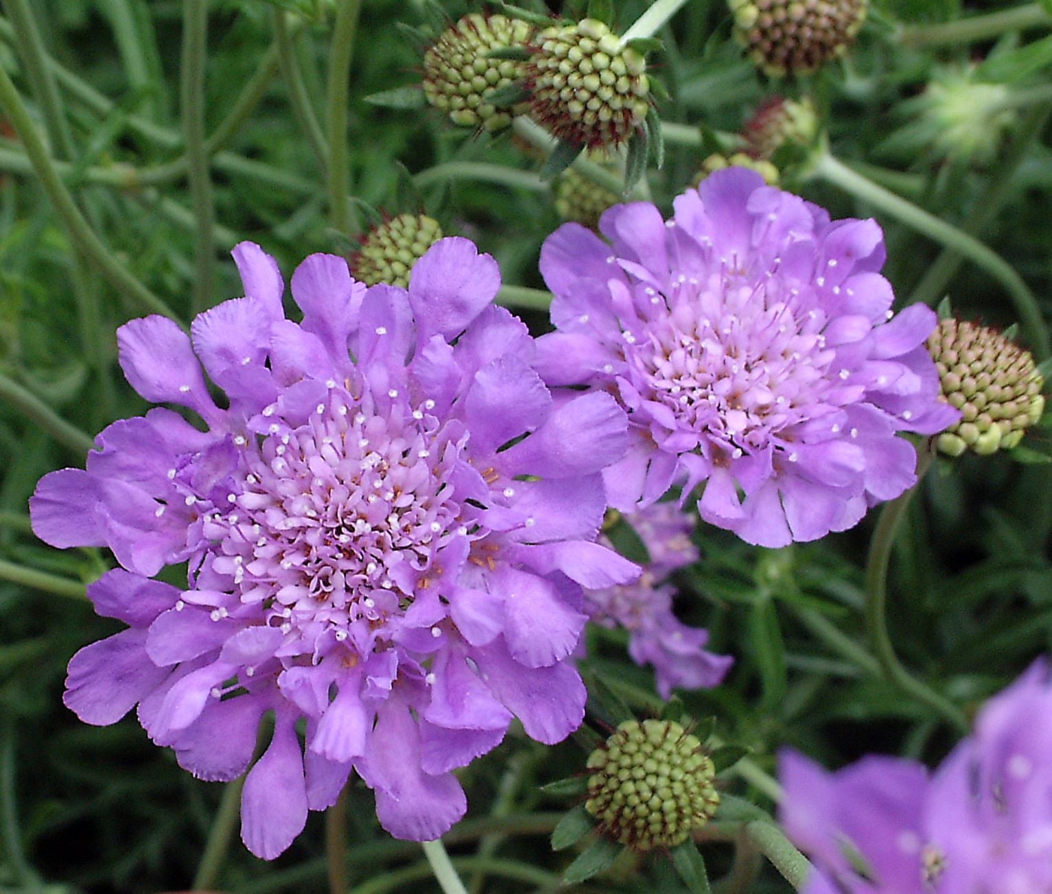 Expert Gardener Purple Scabiosa 2.5 Qt Live Plants Pincushion Flower ...