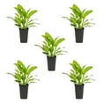 Expert Gardener 1QT Green Hosta Live Perennial Plant Shade 5-Pack ...