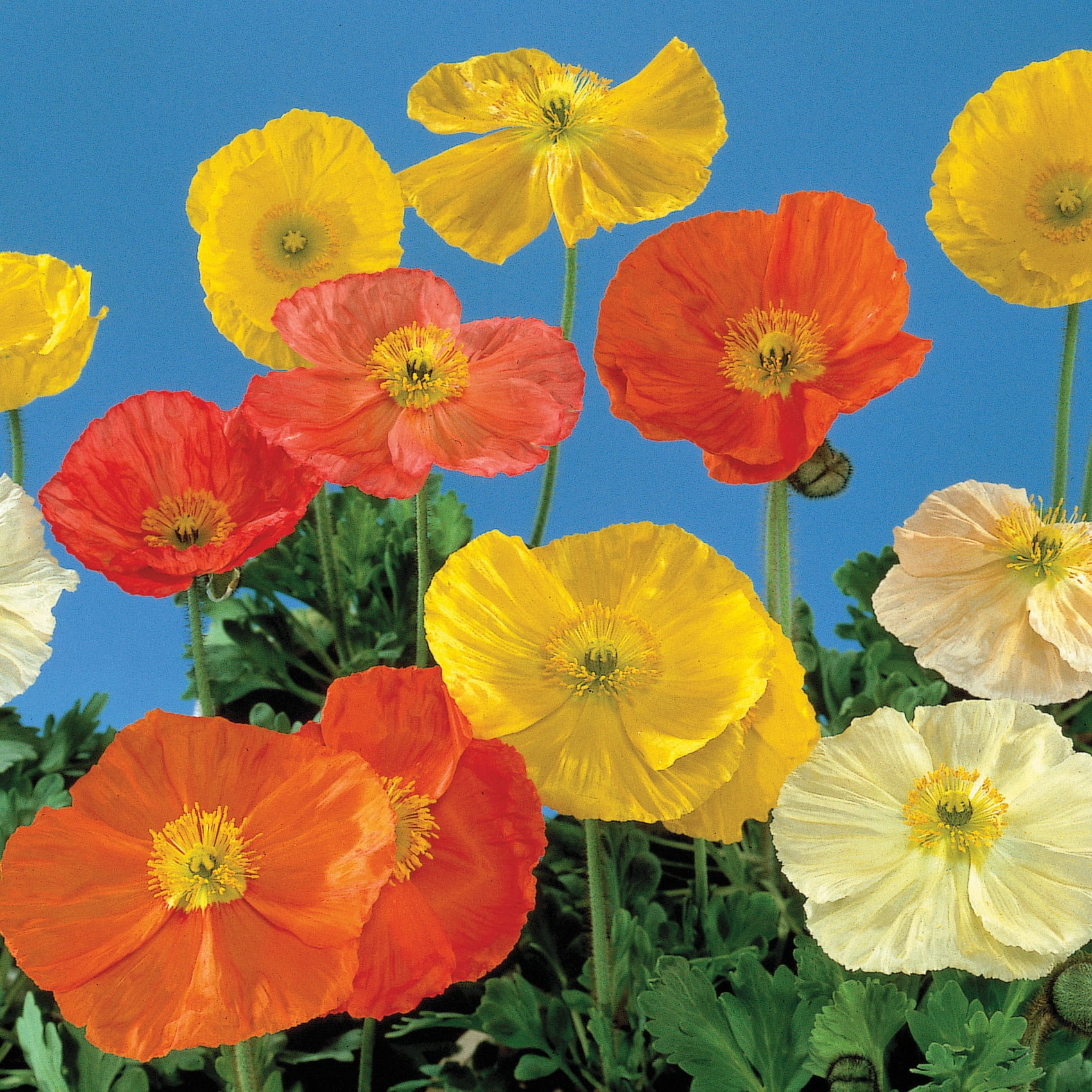 Expert Gardener Quart Papaver Poppy Champagne Bubbles Mix Perennial ...