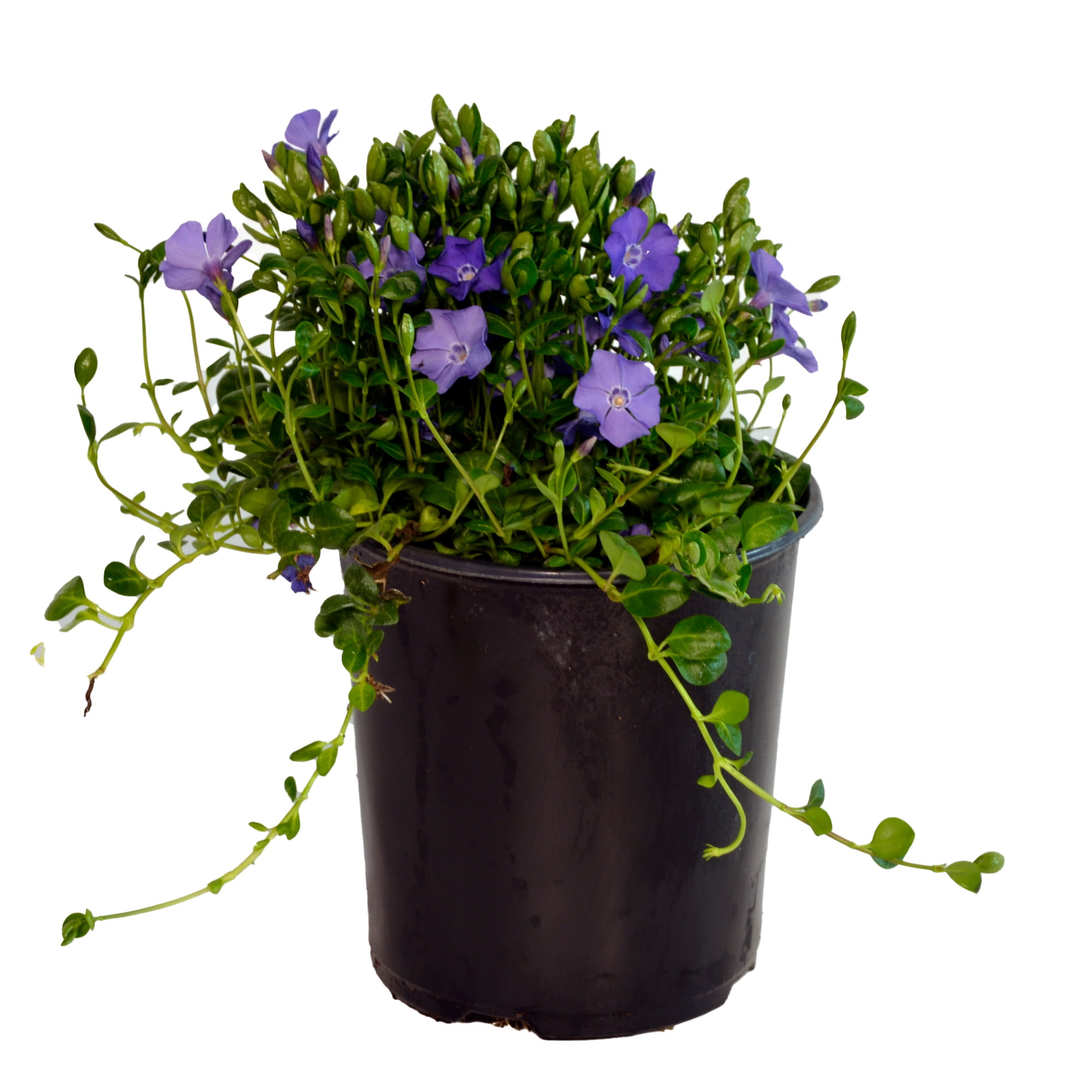 Expert Gardener 1 Quart Purple Vinca Myrtle Periwinkle Full Sun ...