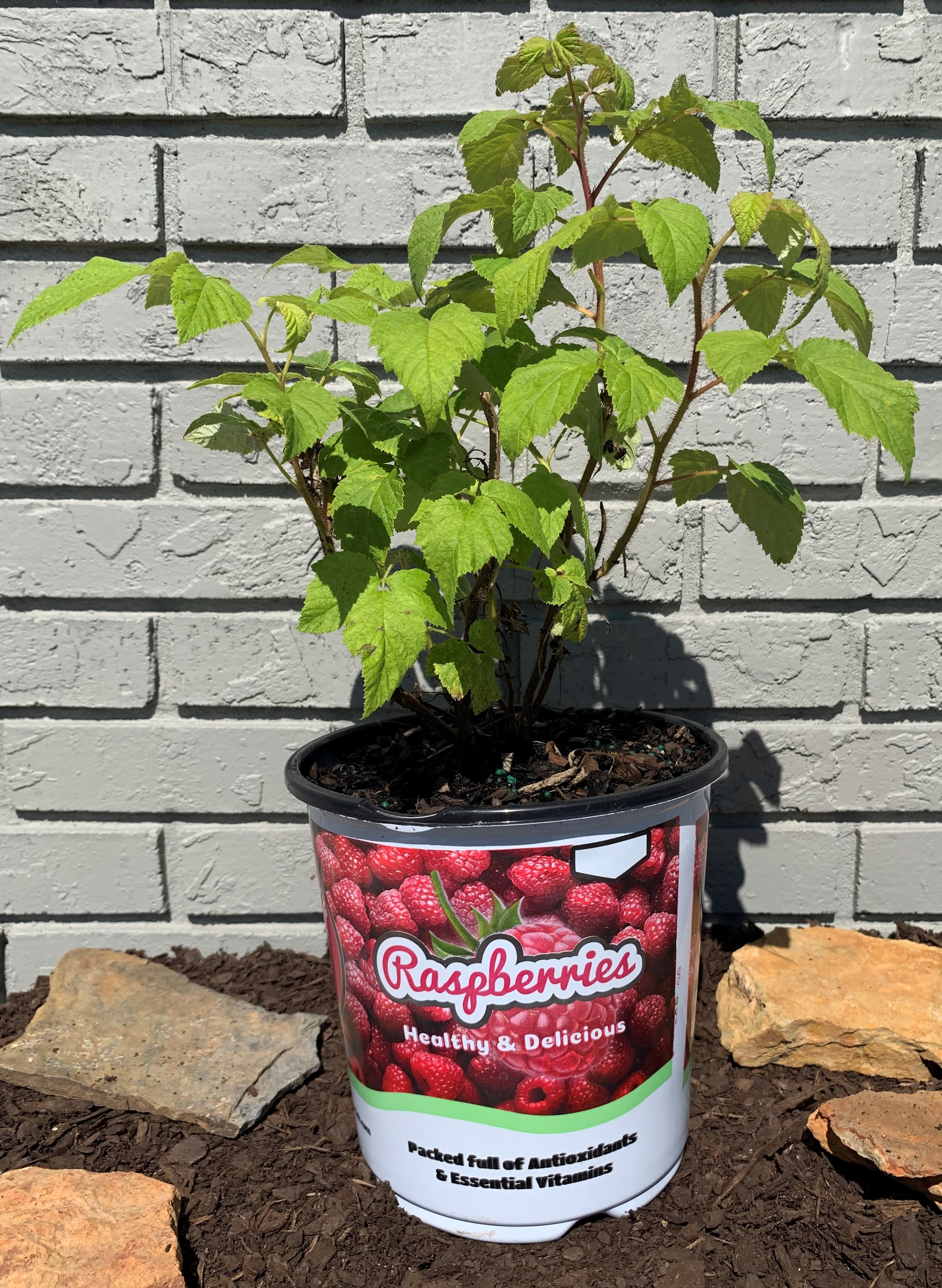 Expert Gardener Raspberry Heritage Live Plants, Deer Resistant ...