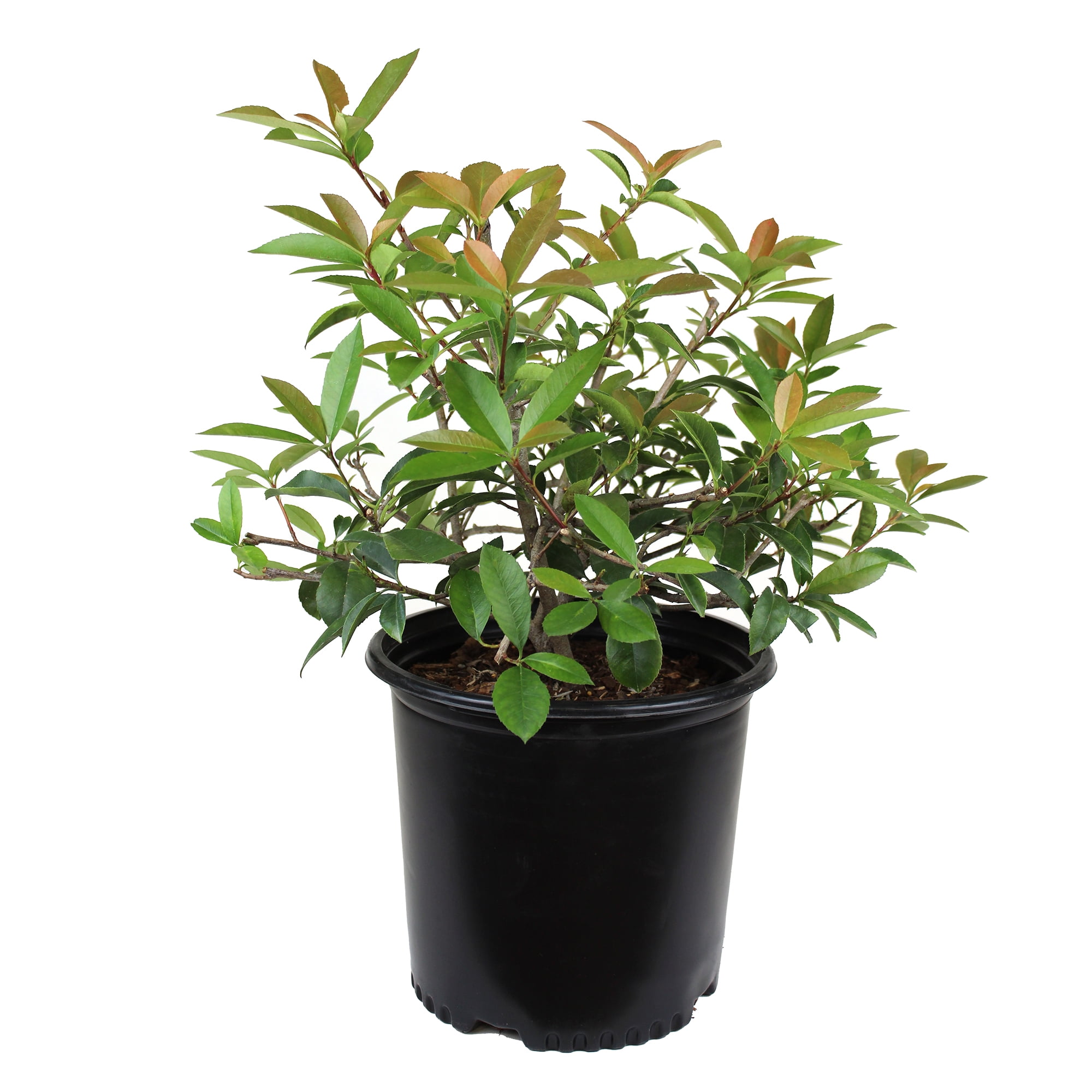 Expert Gardener Red Robin Photinia, 18”-24” Tall, Live Shrubs for ...
