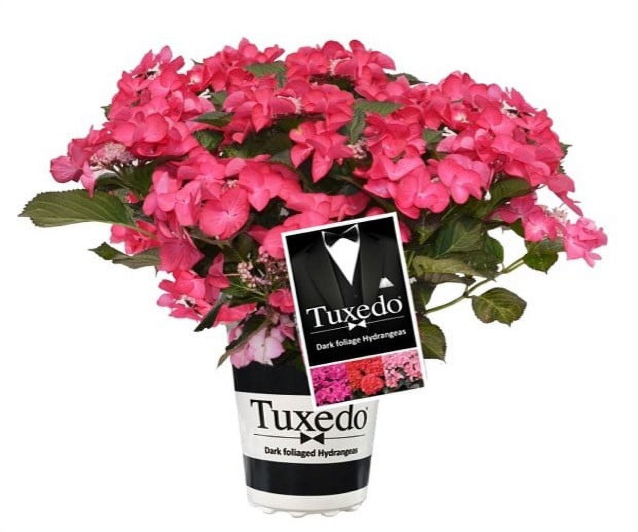 Expert Gardener Red Tuxedo Hydrangea Live Plant - Walmart.com
