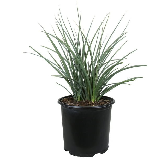 Expert Gardener Red Yucca, 30" - 36" Tall, Flowering Outdoor Plant ...
