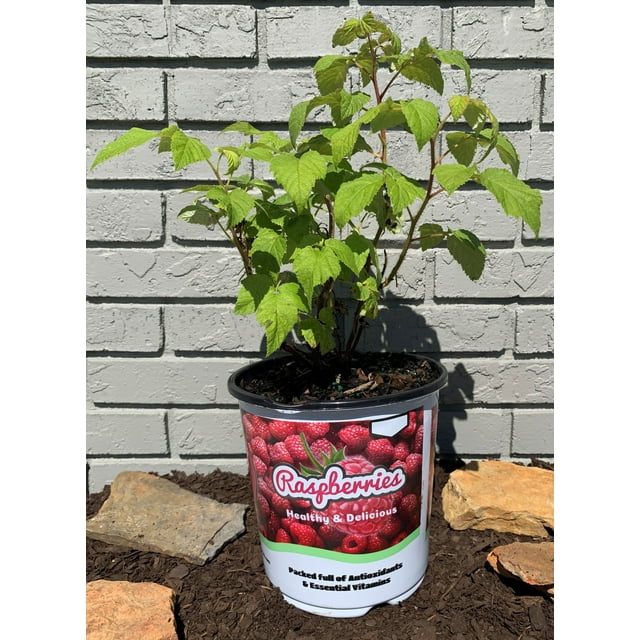 Expert Gardener Rubus Raspberry Coho Plant Seeds - Walmart Business ...