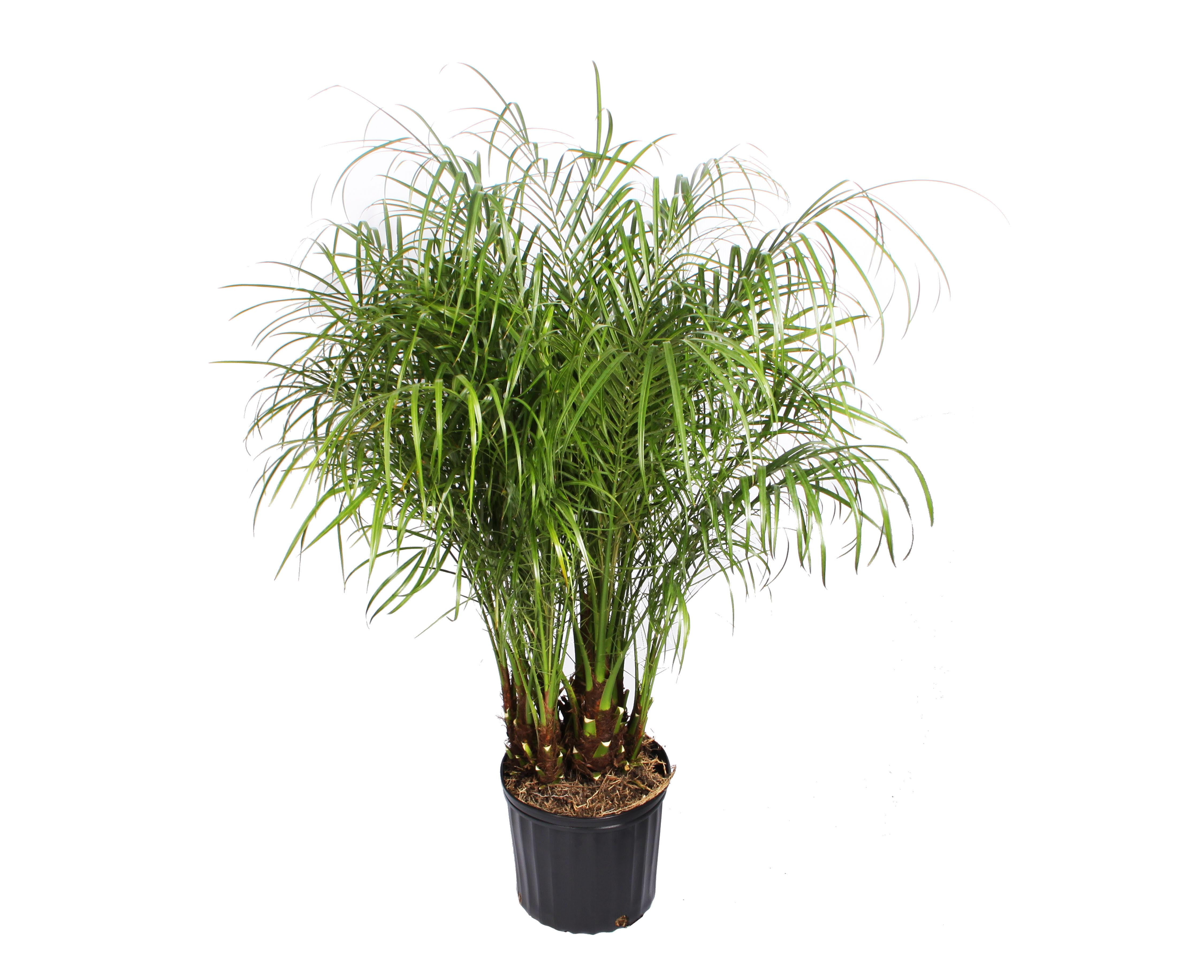 Expert Gardener SOL 2.25G Palm Spindle Live Plants in 2.25G Pot ...