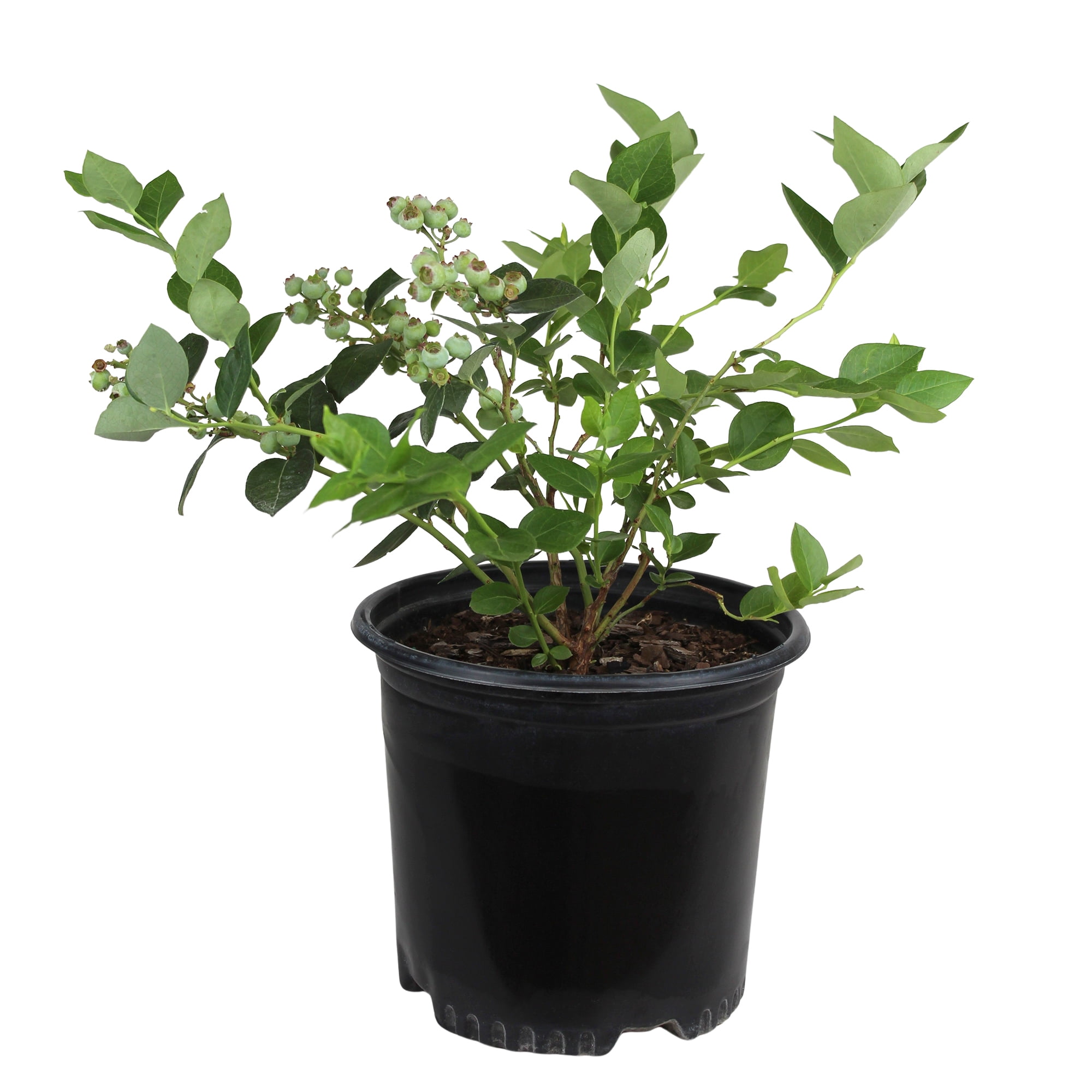 Expert Gardener SharpBlue Blueberry Plant, 1 Gal. Pot, Outdoor ...