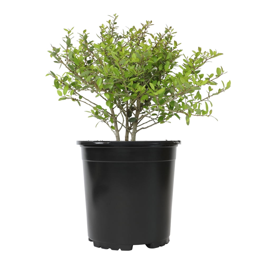 Expert Gardener Stoke's Dwarf Yaupon Holly Outdoor Shrubs, Part Shade ...