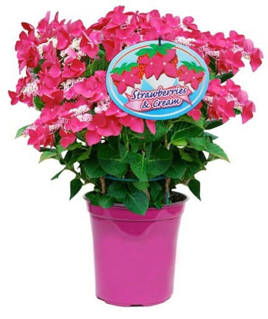 Expert Gardener Strawberry And Cream Hydrangea Live Plants - Walmart.com