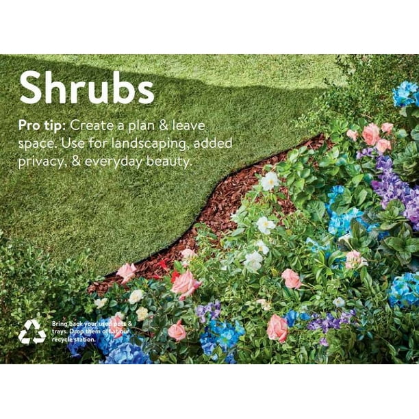 Expert Gardener Taxus 5pot - Walmart Business Supplies
