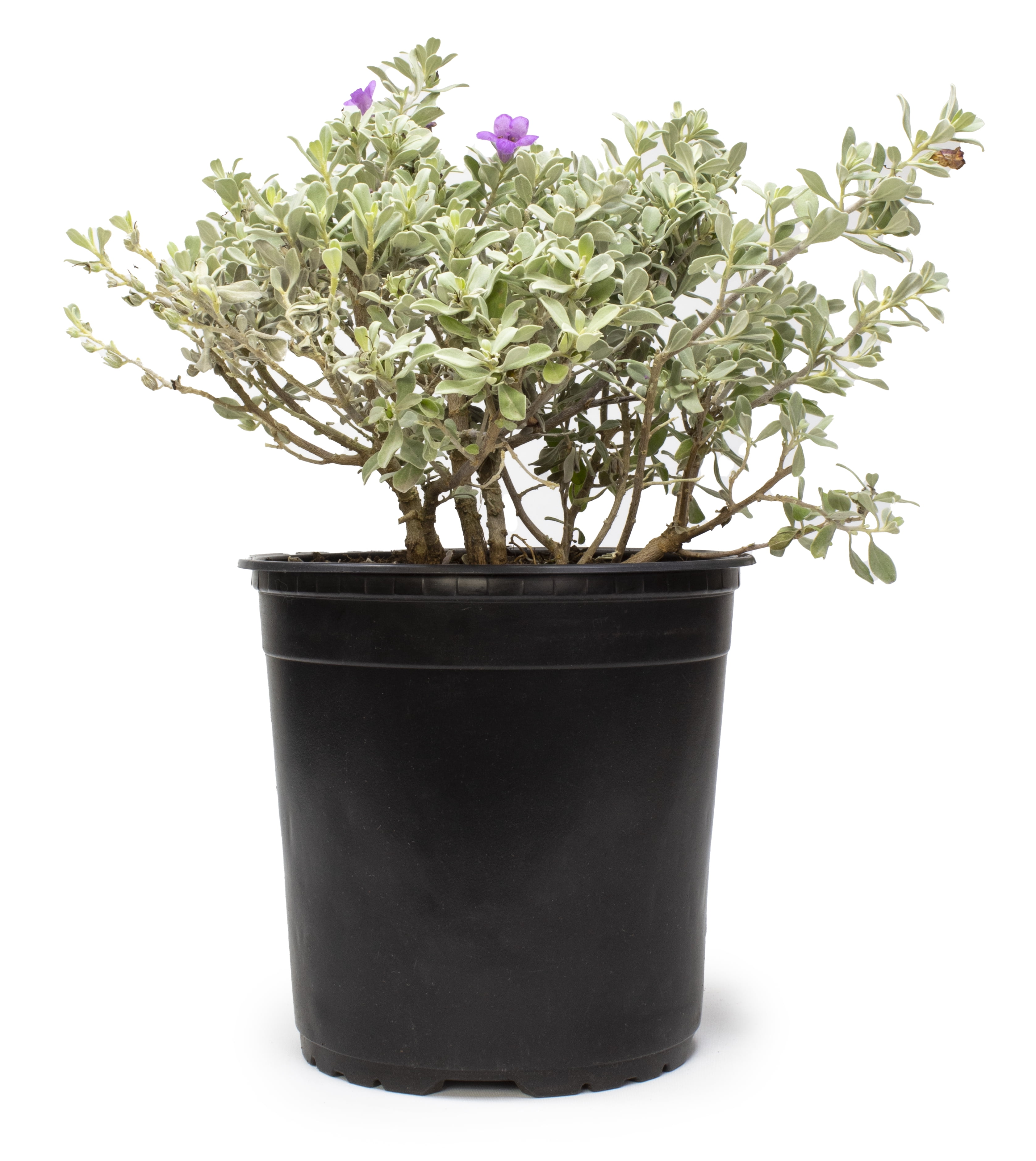 "Expert Gardener Texas Sage Green Cloud Shrub, 24""-36"" Tall - Walmart.com