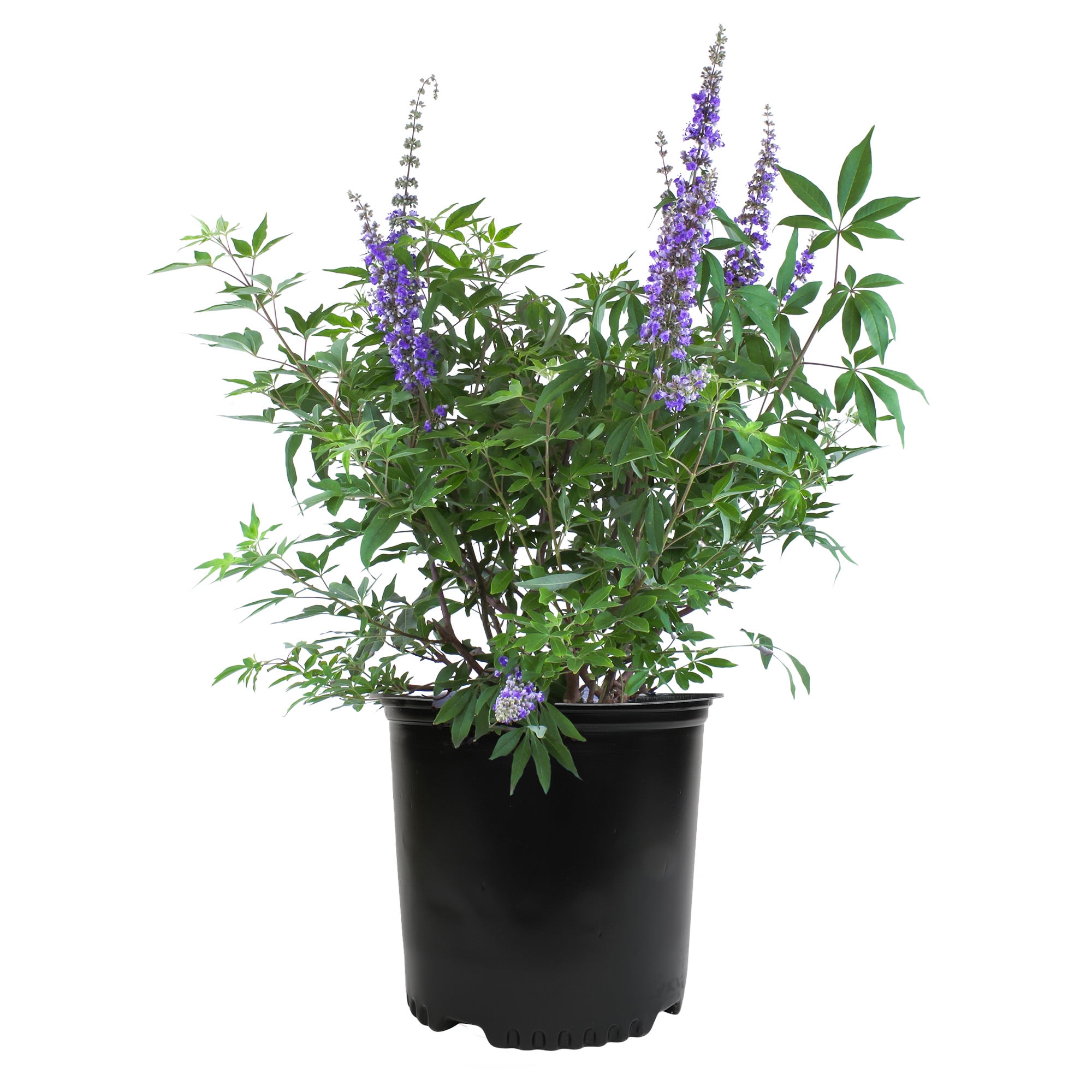 "Expert Gardener Vitex Texas Lilac Tree, 18"" - 26"" Tall - Walmart.com
