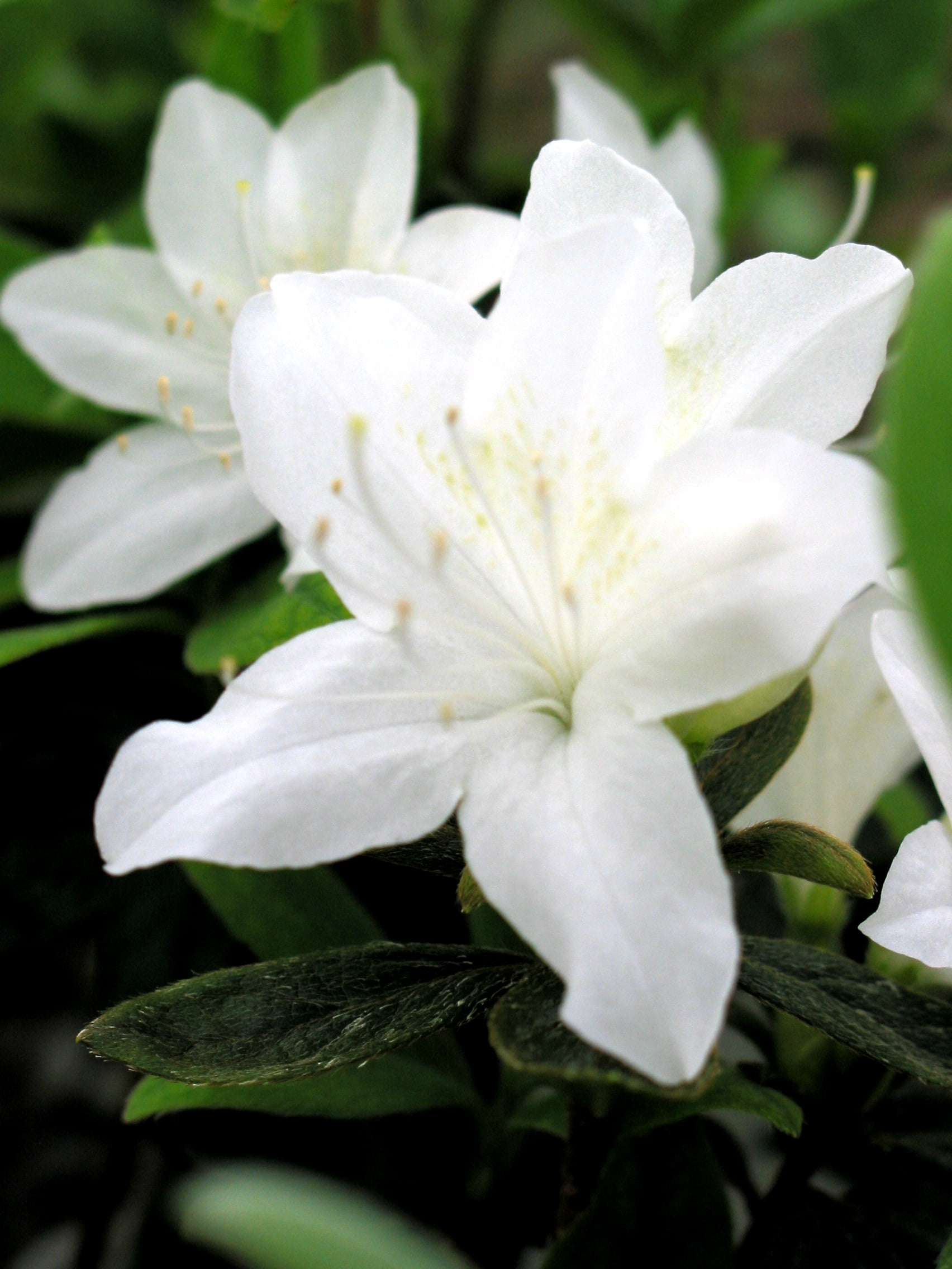 Expert Gardener (2 Gallon) Cascade Azalea Shrub White Live Plant ...