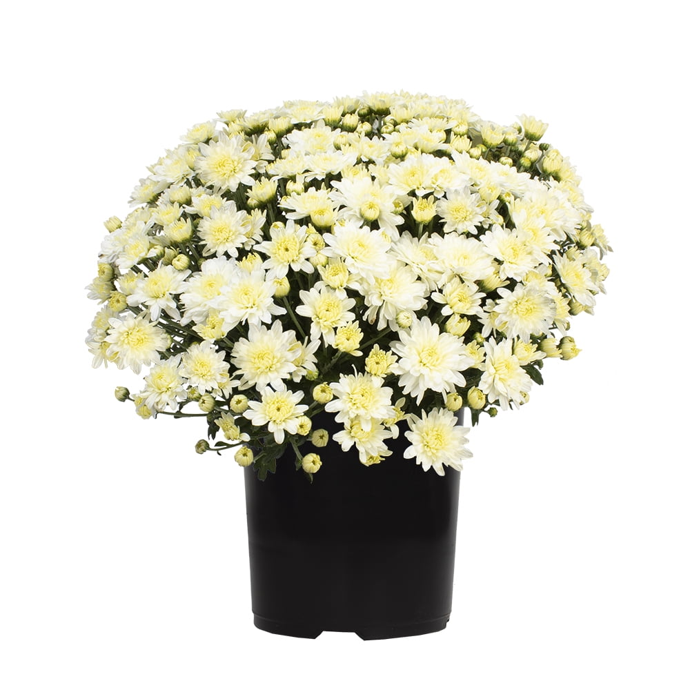 Expert Gardener White Mum Live Plant Fall Garden Chrysanthemums in 1 ...