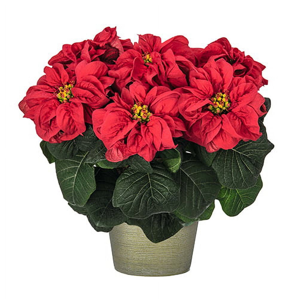 Expert Gardener Winter Rose Live Poinsettia Flowers, Christmas Plant, 6 ...