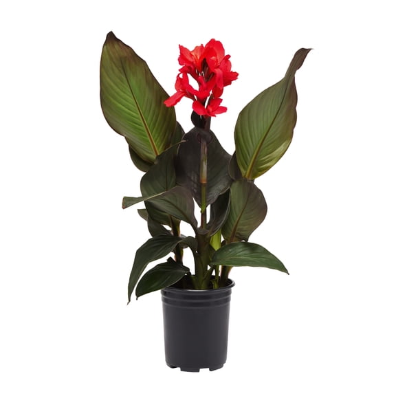 Canna Lily