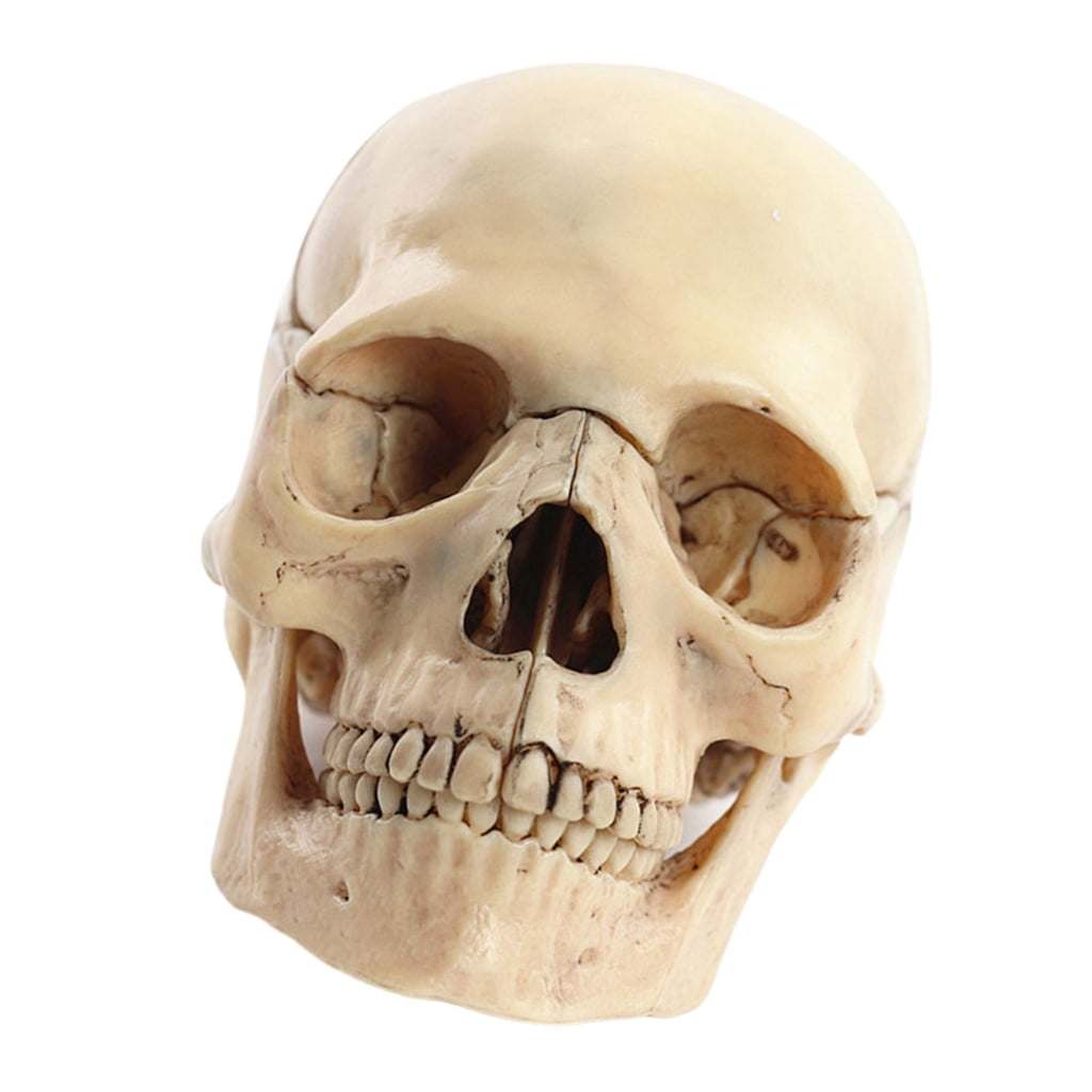 Exploded Model Human Model For DemonstratingAnatomy Model For Studying ...