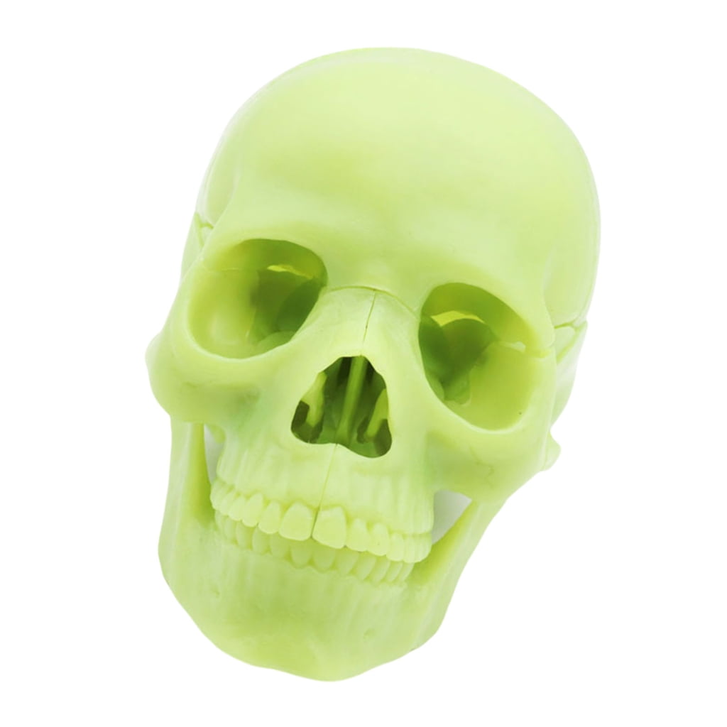 Exploded Model Human Model For DemonstratingAnatomy Model For Studying ...