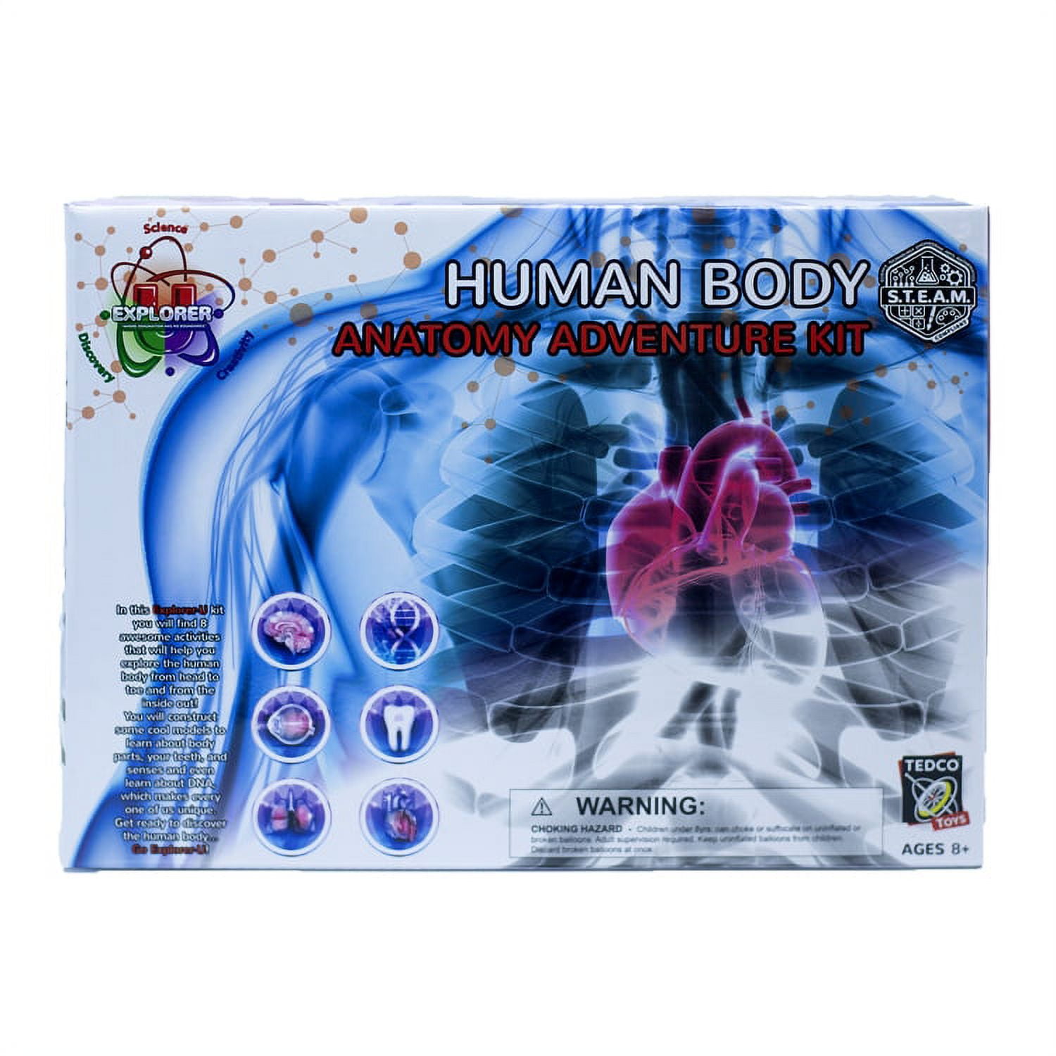 Explorer U Human Body Anatomy Adventure Kit - Walmart.com