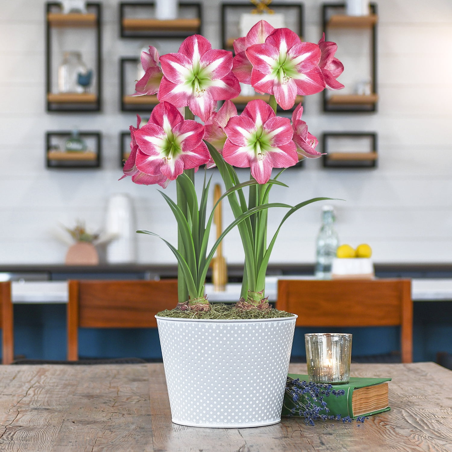 Exposure Amaryllis Pink/White Flowering Dormant 2 Bulb Holiday Gift Kit ...
