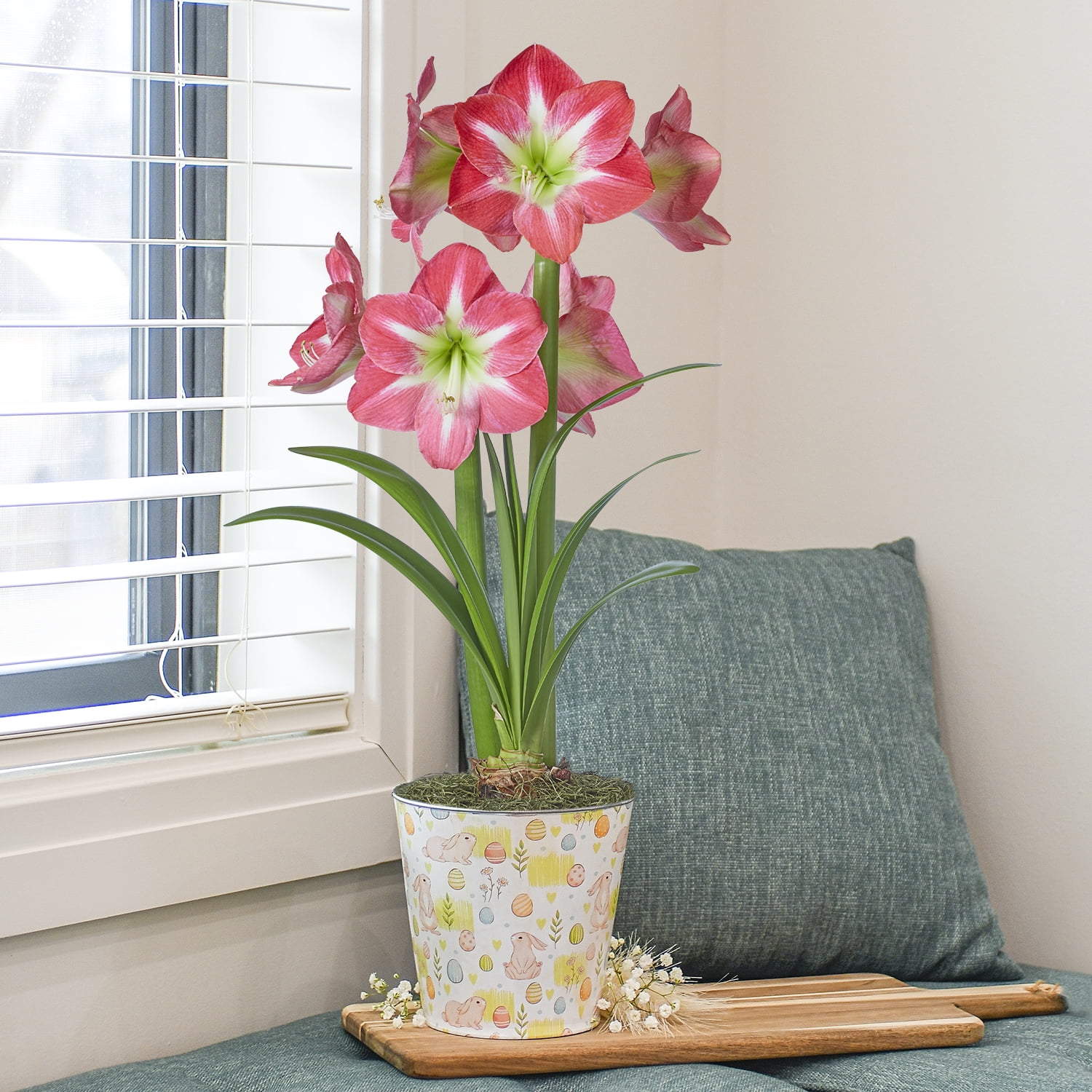Exposure Amaryllis Pink/White Flowering Dormant Bulb Gift Kit, Planted ...