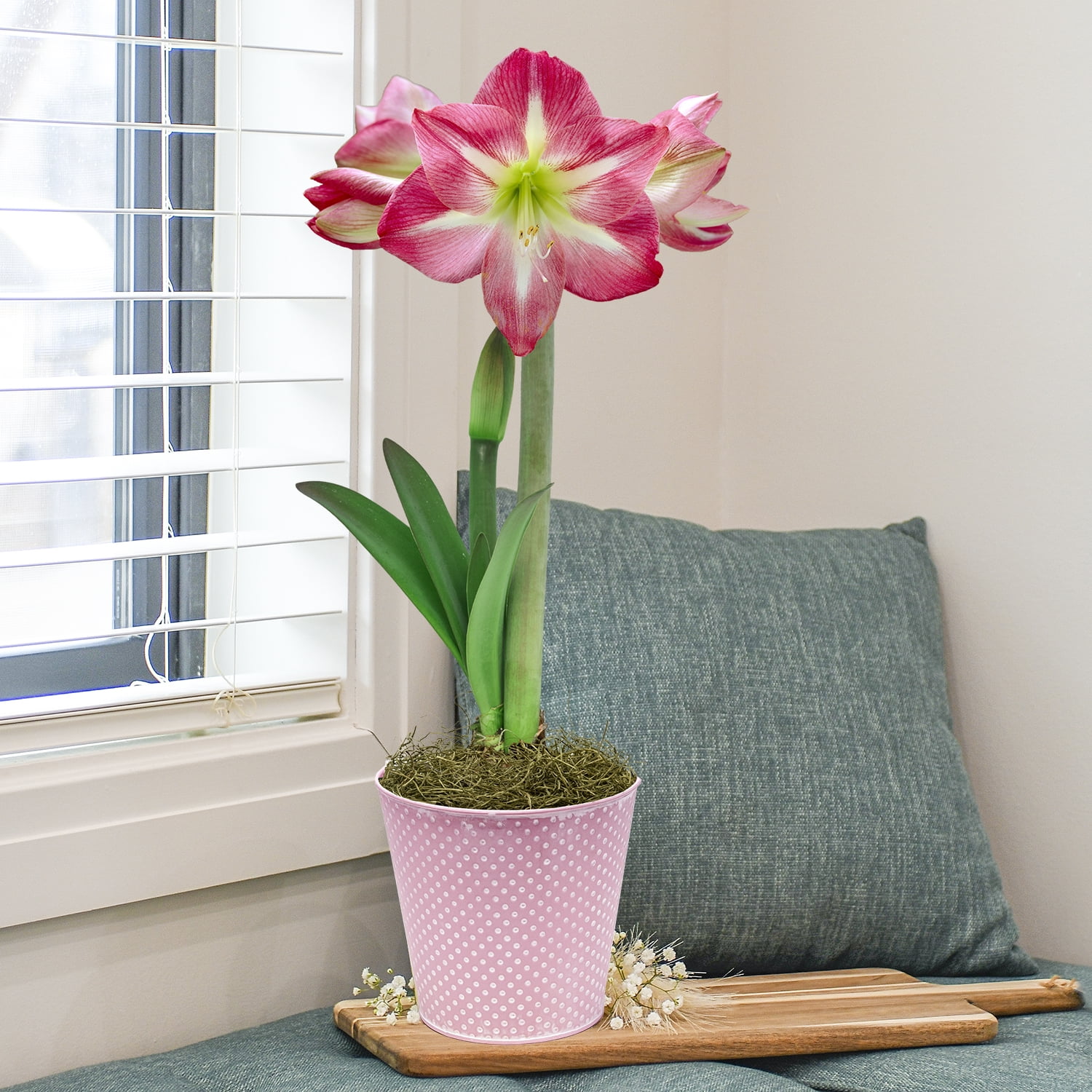 Exposure Amaryllis Pink/White Flowering Dormant Bulb Gift Kit, Planted ...