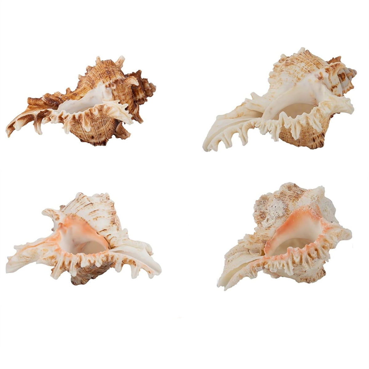 Exquisite&Beautiful Sea Shell,4 Pcs Natural Beach Seashell Ornament ...