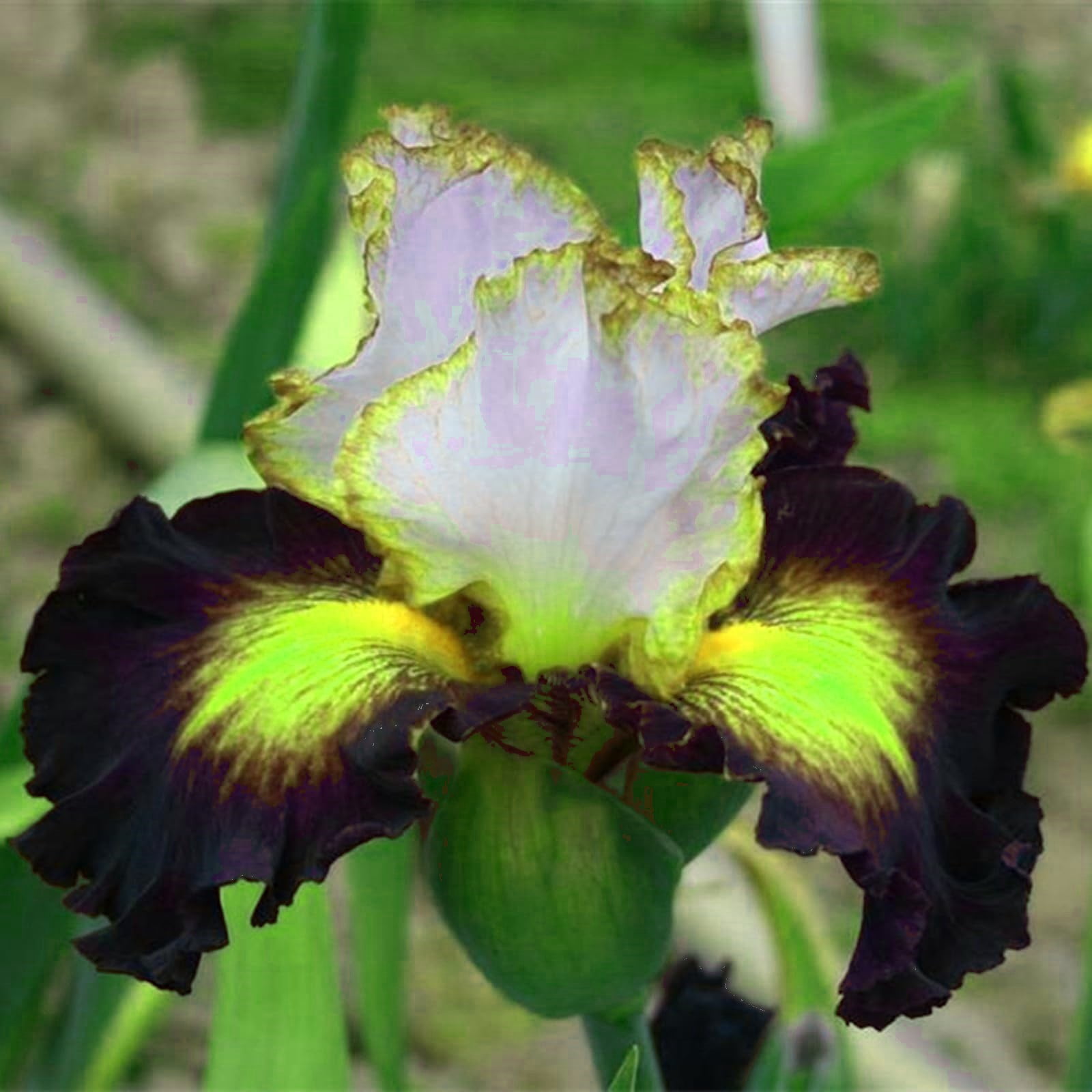 Exquisite,Ornament Iris,Garden Planting,Perennial,Excellent ...