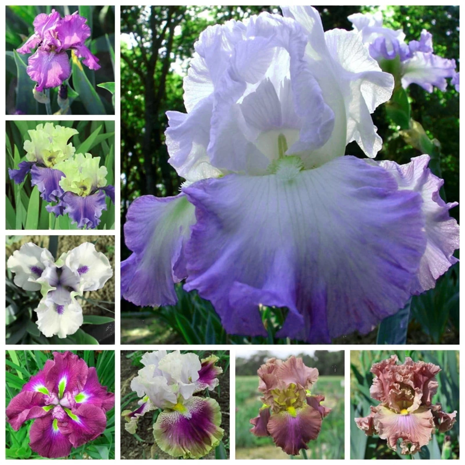Exquisite,Ornament Iris,Garden Planting,Perennial,Excellent ...