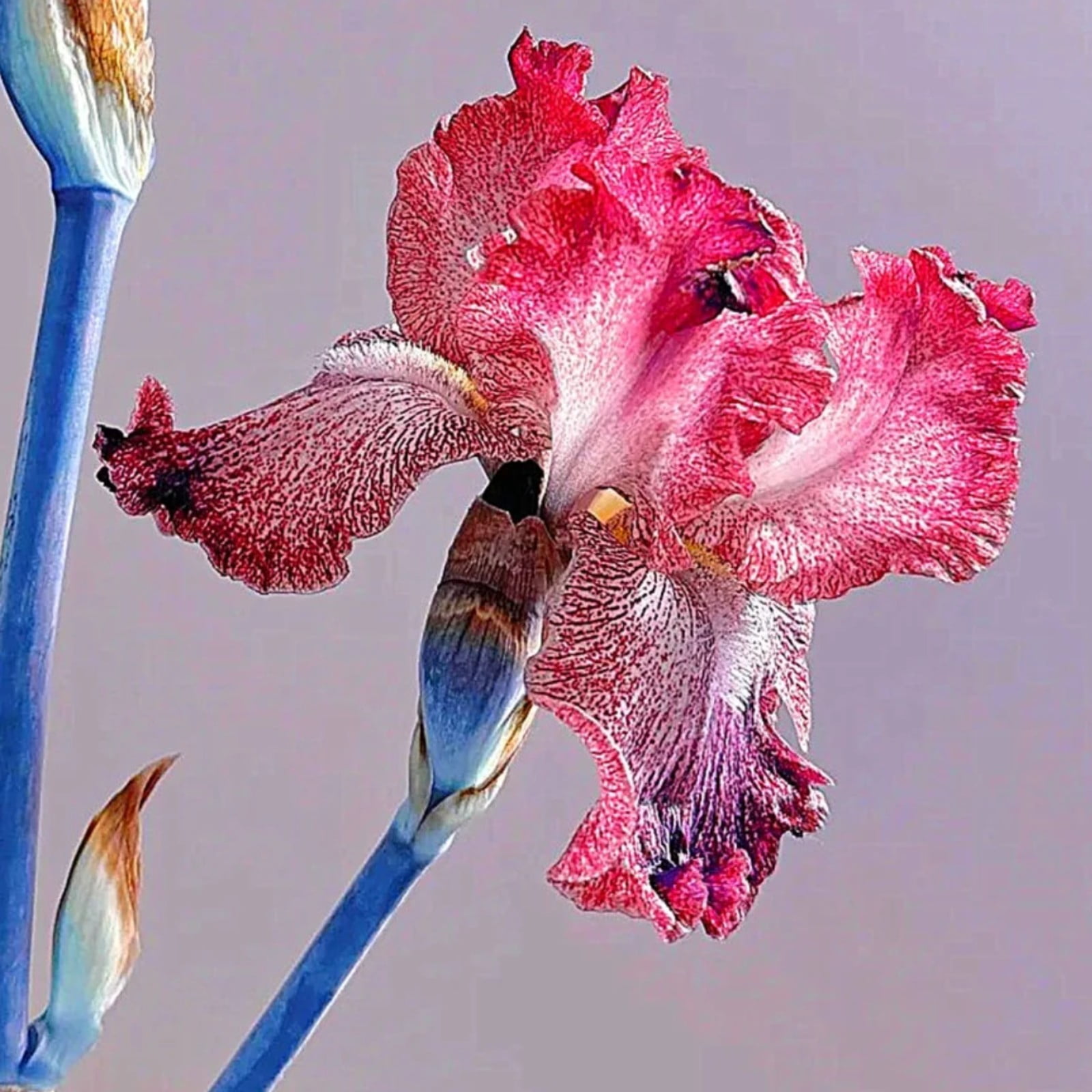 Exquisite,Ornament Mix Iris,Garden Planting,Perennial,Excellent ...