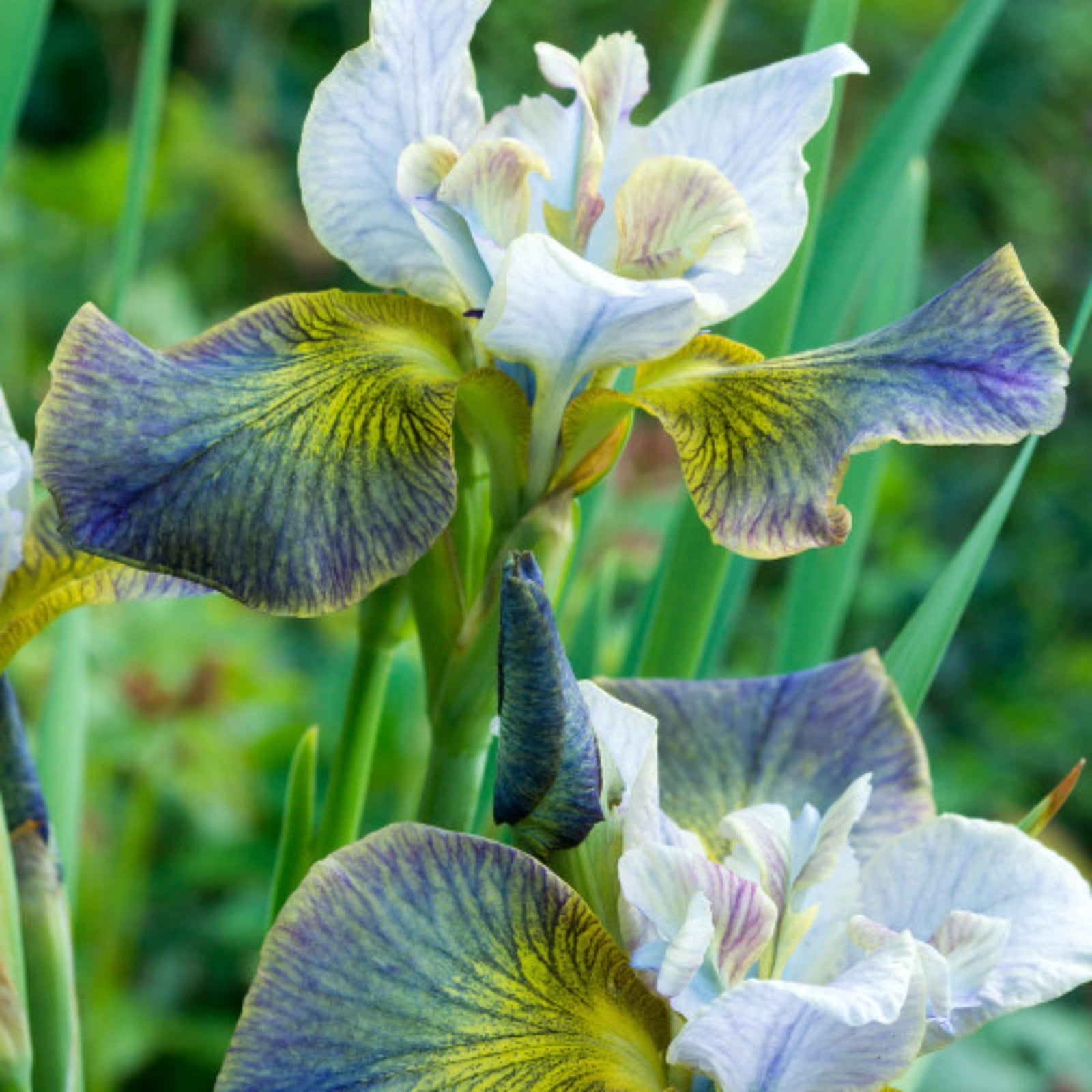 Exquisite,Ornament Mix Iris,Garden Planting,Perennial,Excellent ...