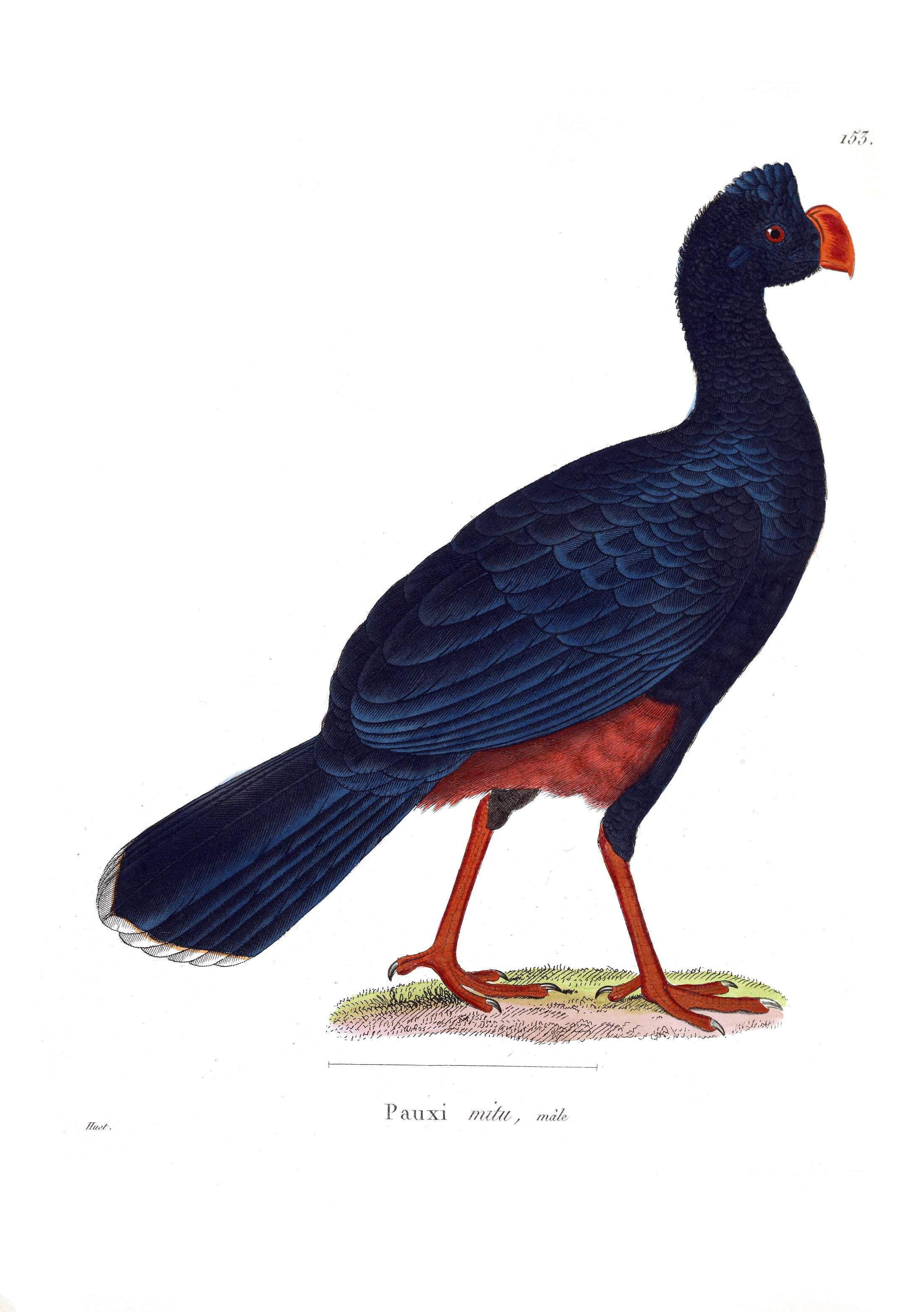 Extinct Alagoas Curassow Bird Glossy Poster Picture Photo Print Banner ...
