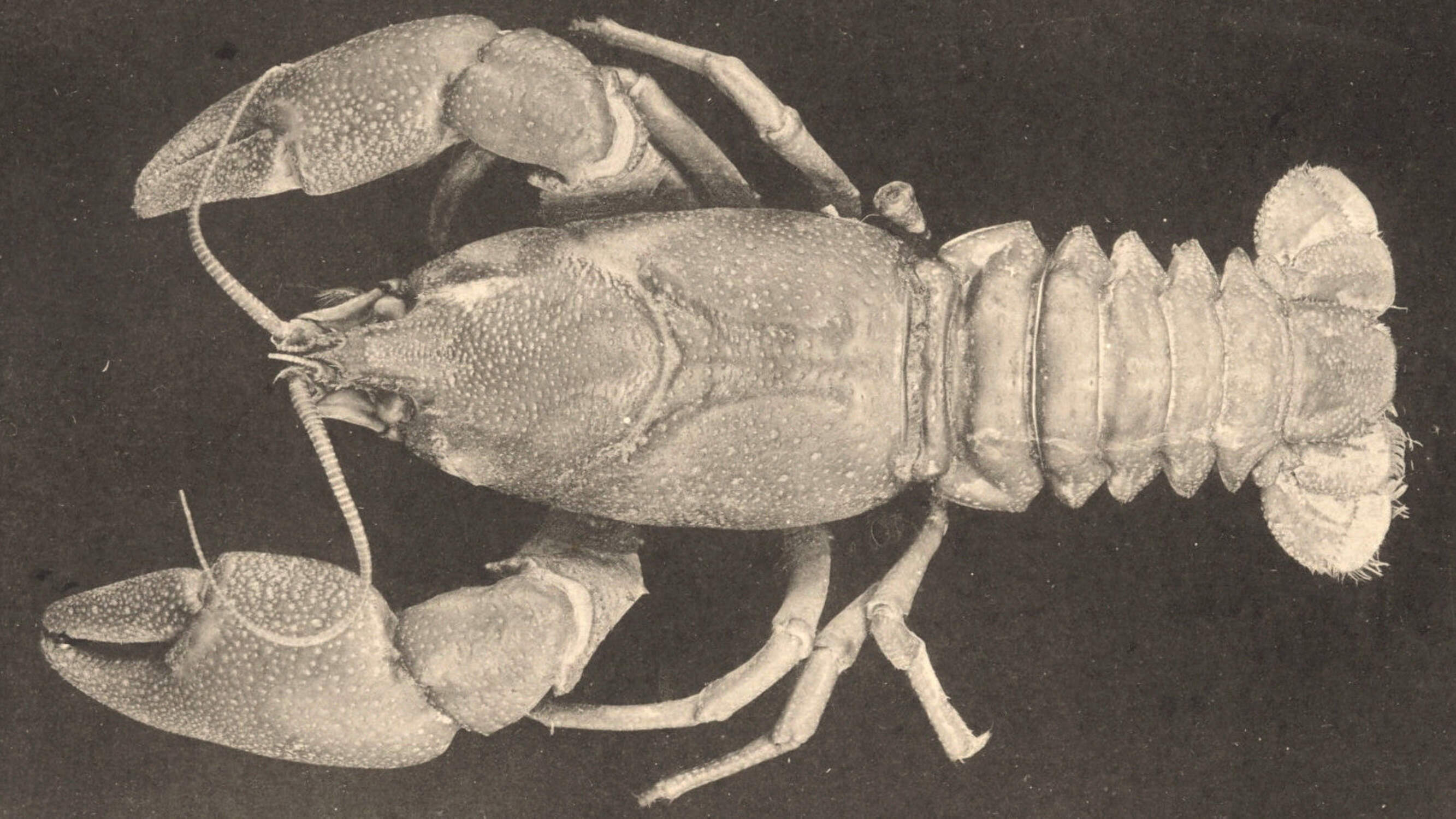 Extinct Pacifastacus Nigrescens Glossy Poster Picture Photo Print ...