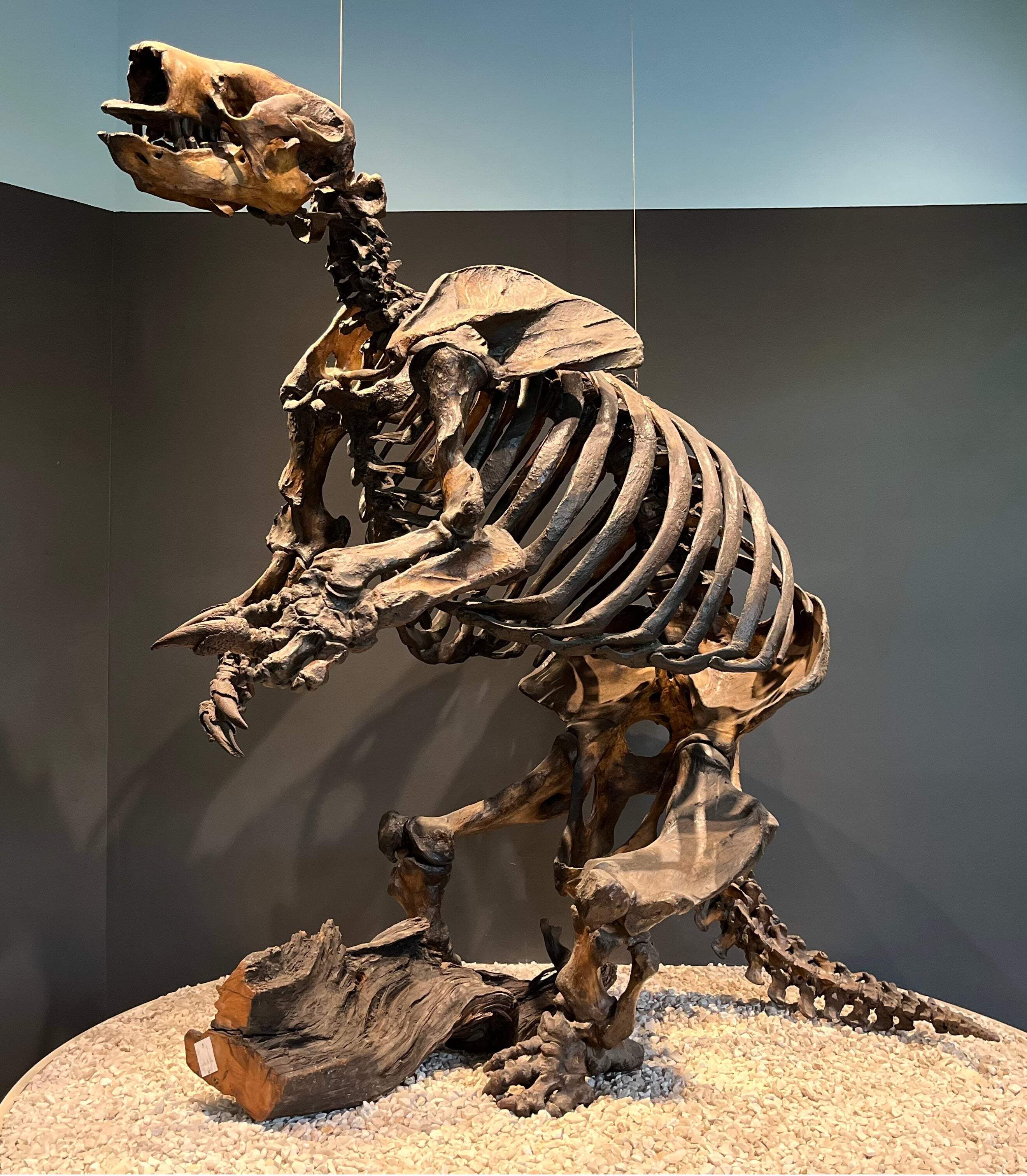 Extinct Paramylodon Skeleton Glossy Poster Picture Photo Print Banner ...