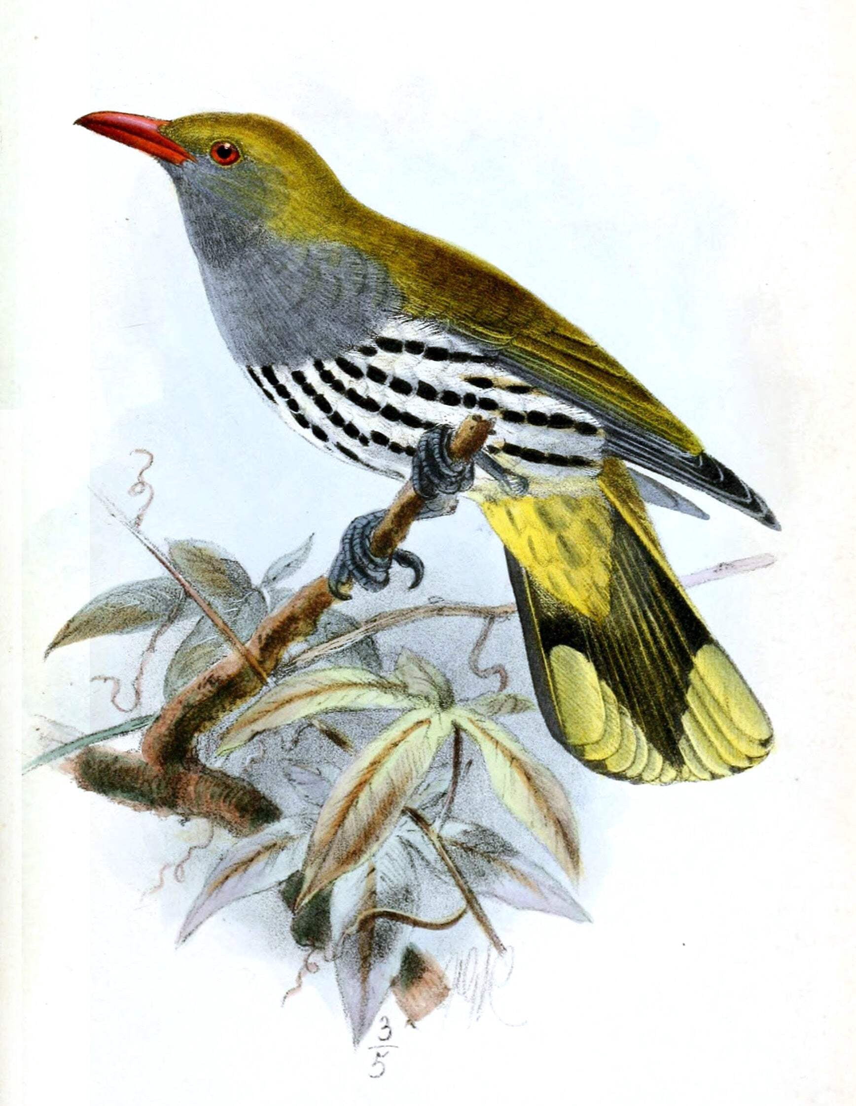 Extinct Philippine Oriole Bird Glossy Poster Picture Photo Print Banner ...